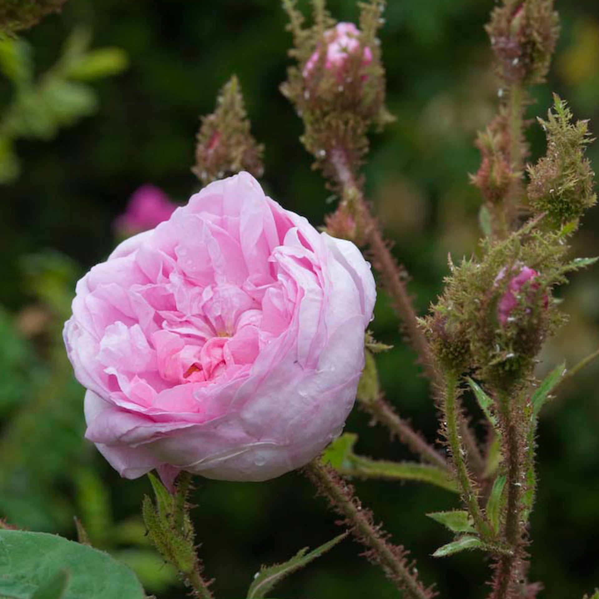 Mousseline | Old Rose | David Austin Roses