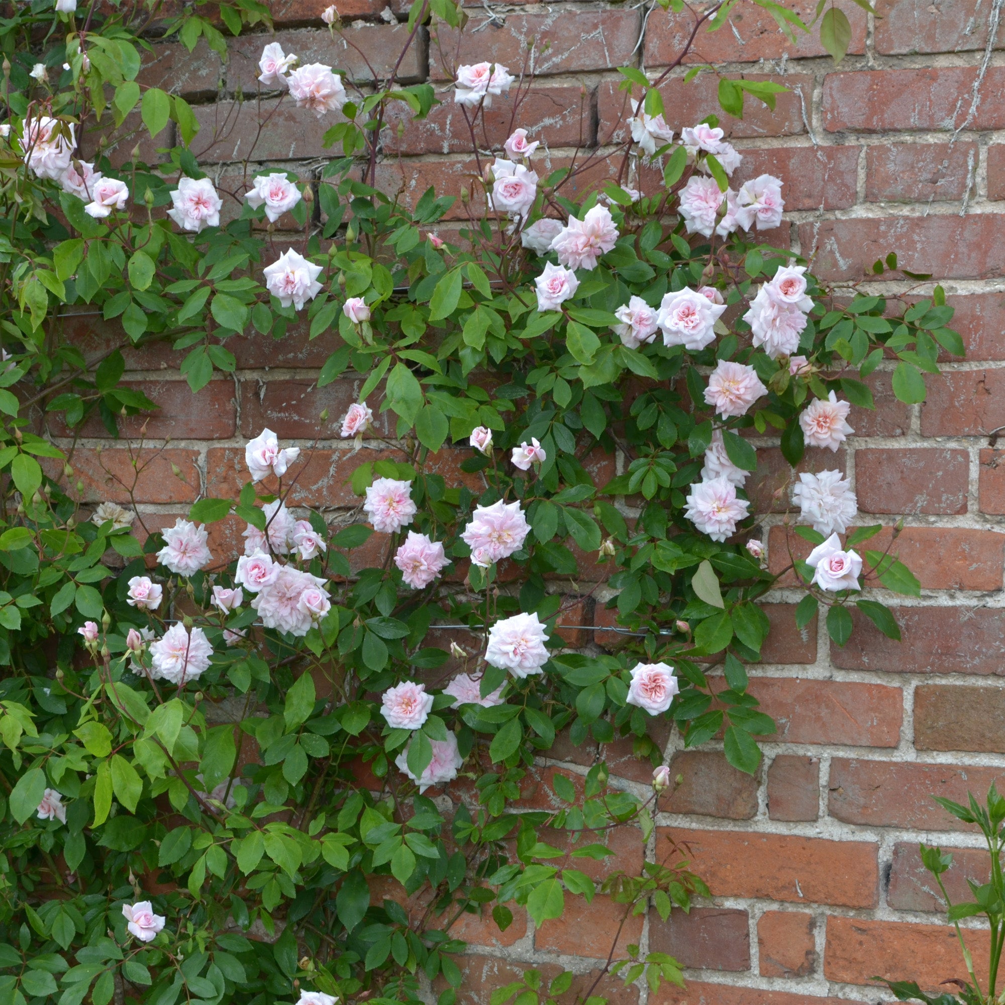 Cécile Brunner | Climbing Rose | David Austin Roses