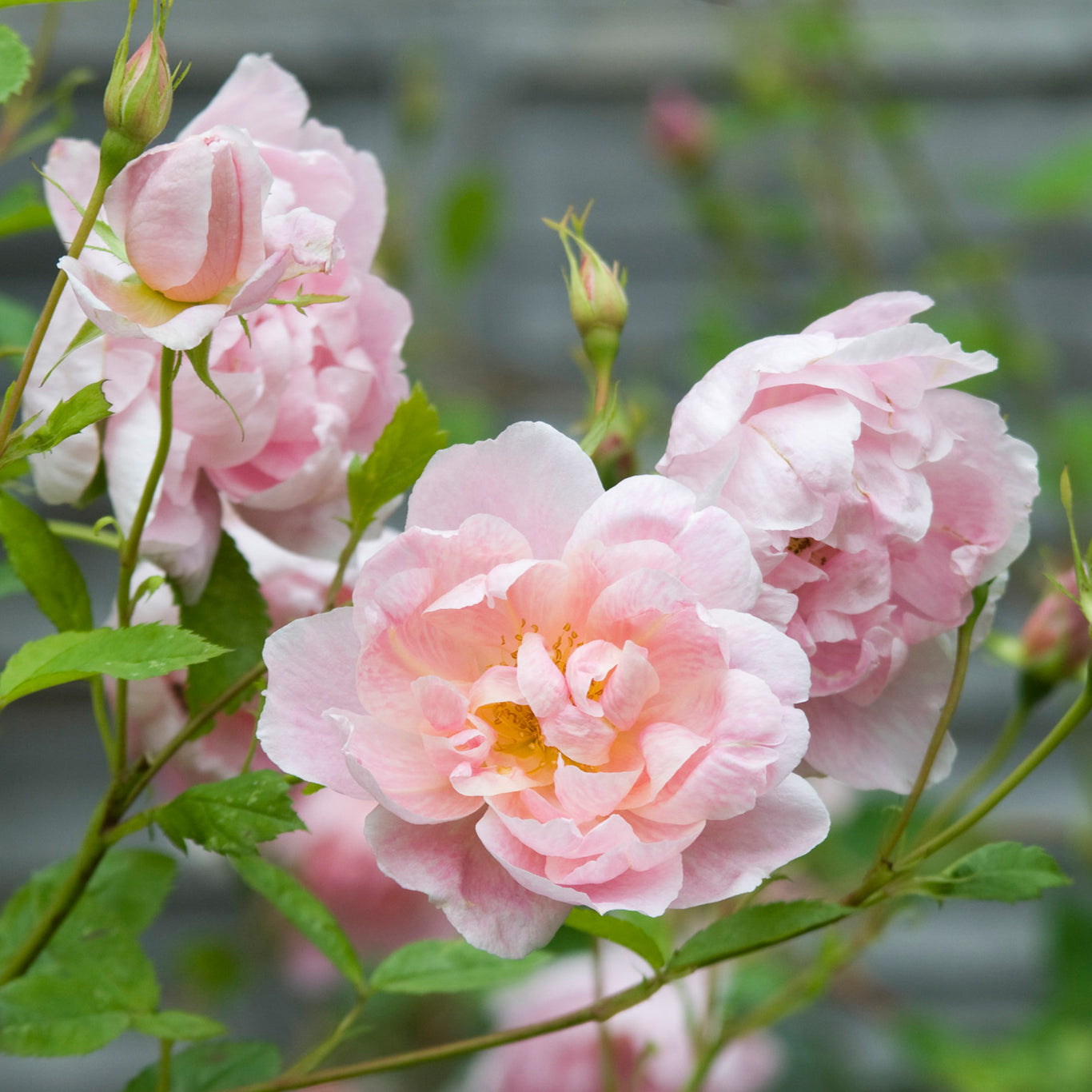 Windflower (Auscross) | English Shrub Rose | David Austin Roses