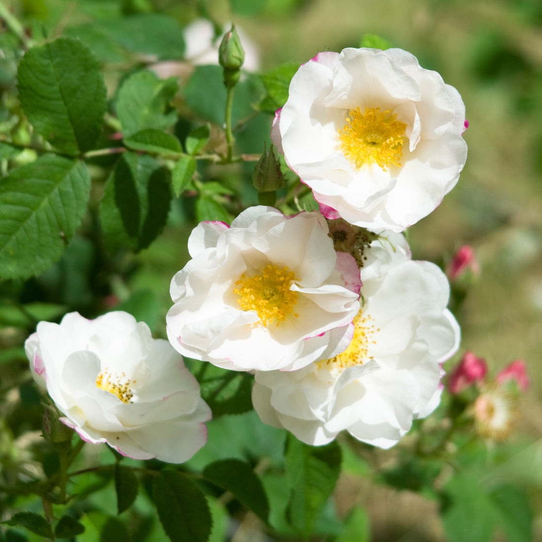 Damask Roses | David Austin Roses