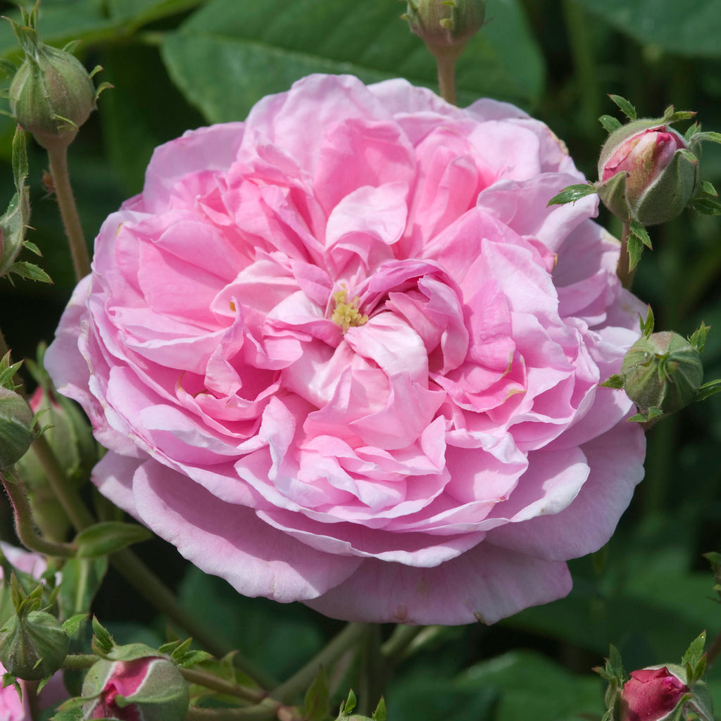 Old Roses | David Austin Roses