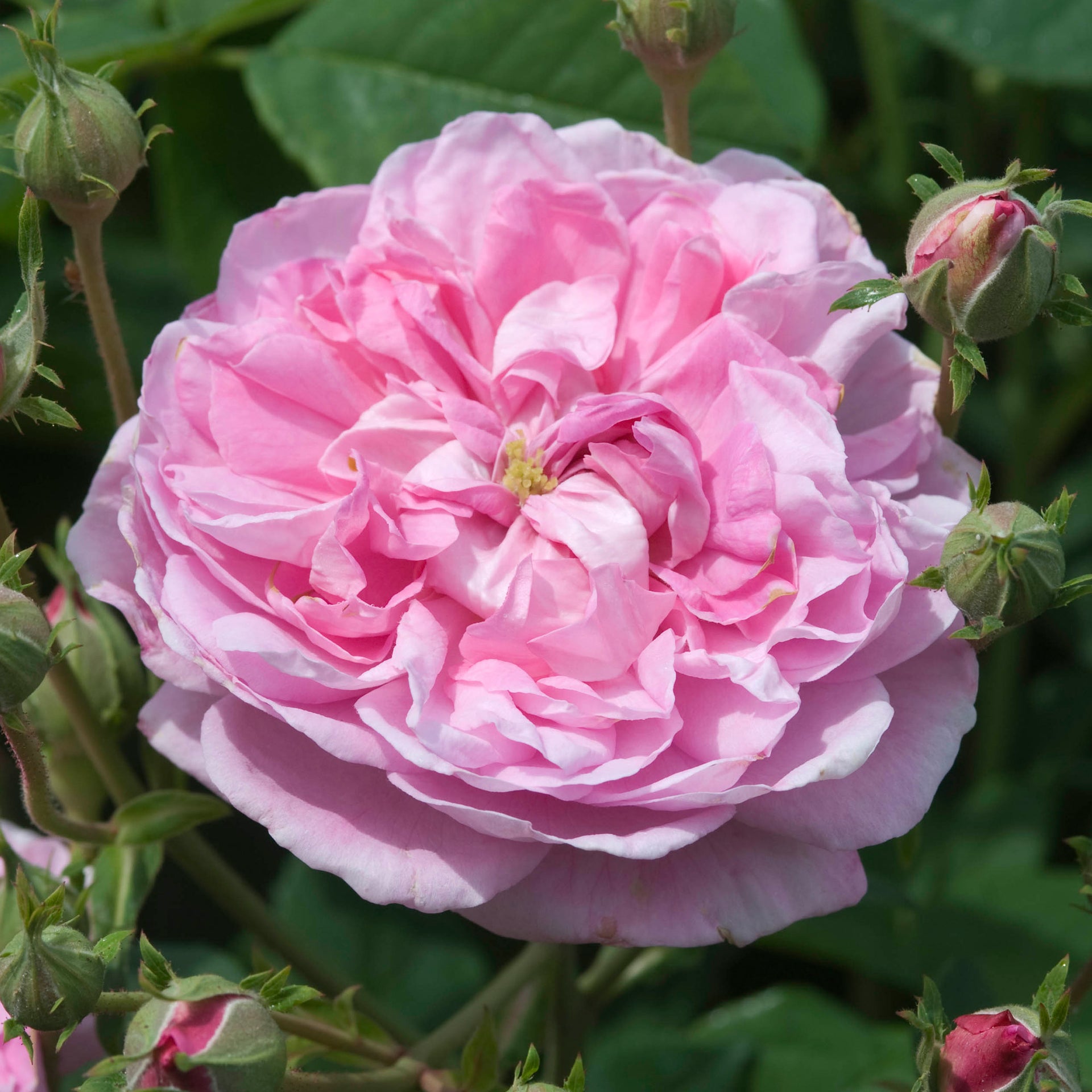 Damask Roses | David Austin Roses
