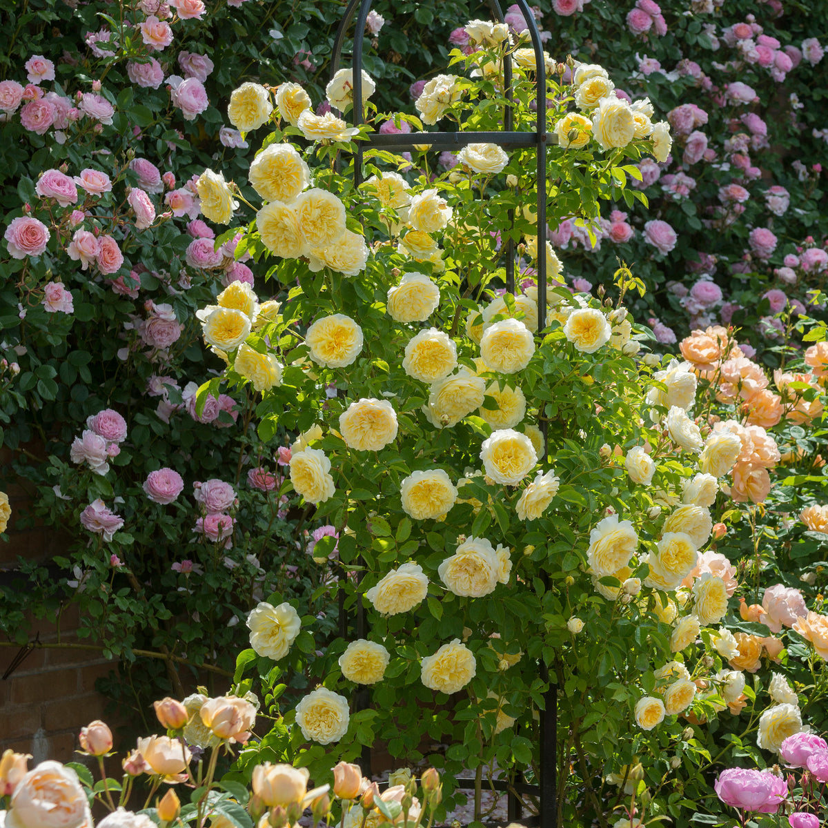 The Pilgrim (Auswalker) | English Climbing Rose | David Austin Roses