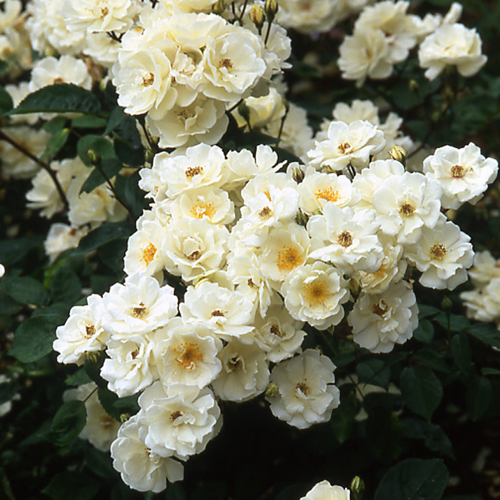 Moonlight | Shrub Rose | David Austin Roses
