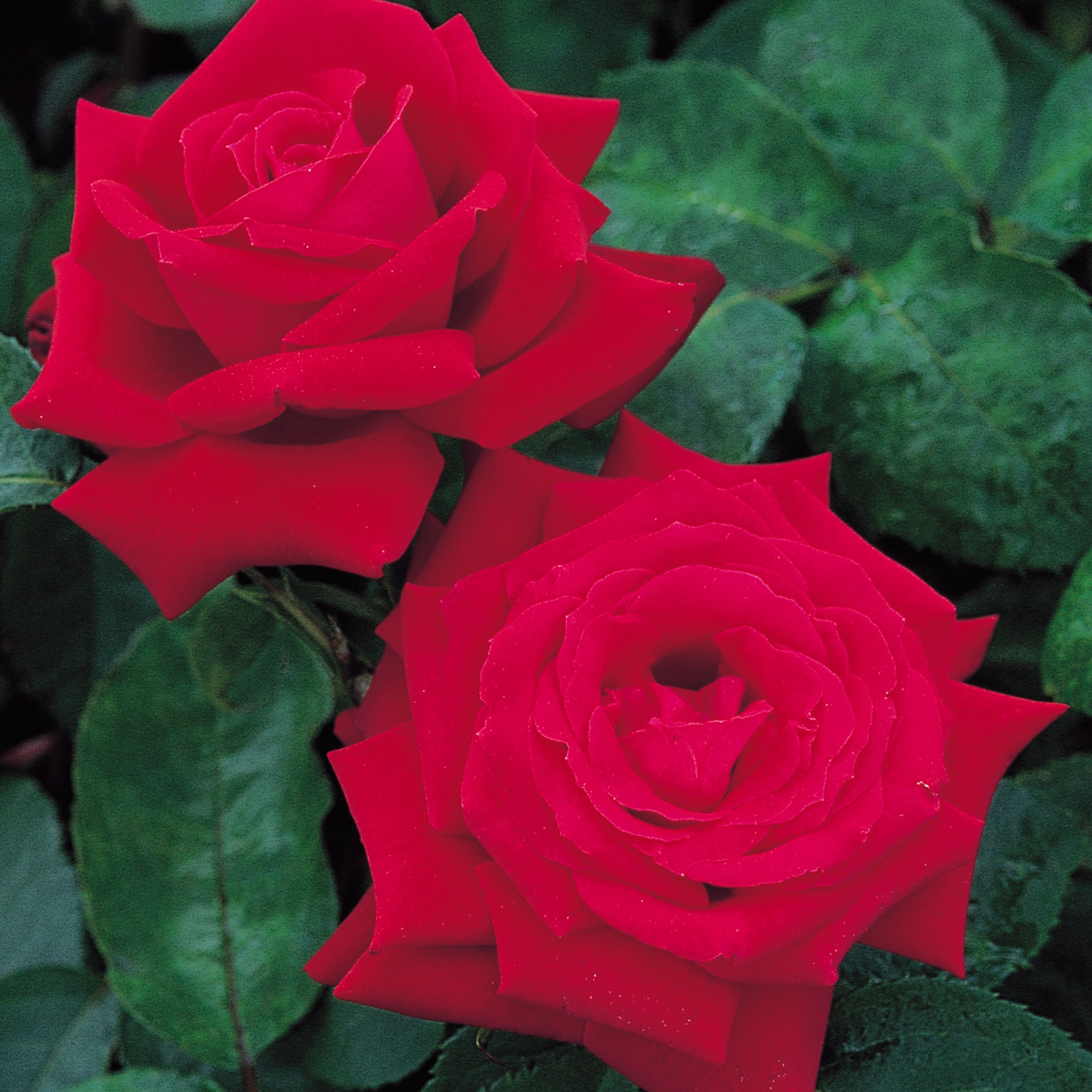 Ruby Wedding | Hybrid Tea | David Austin Roses