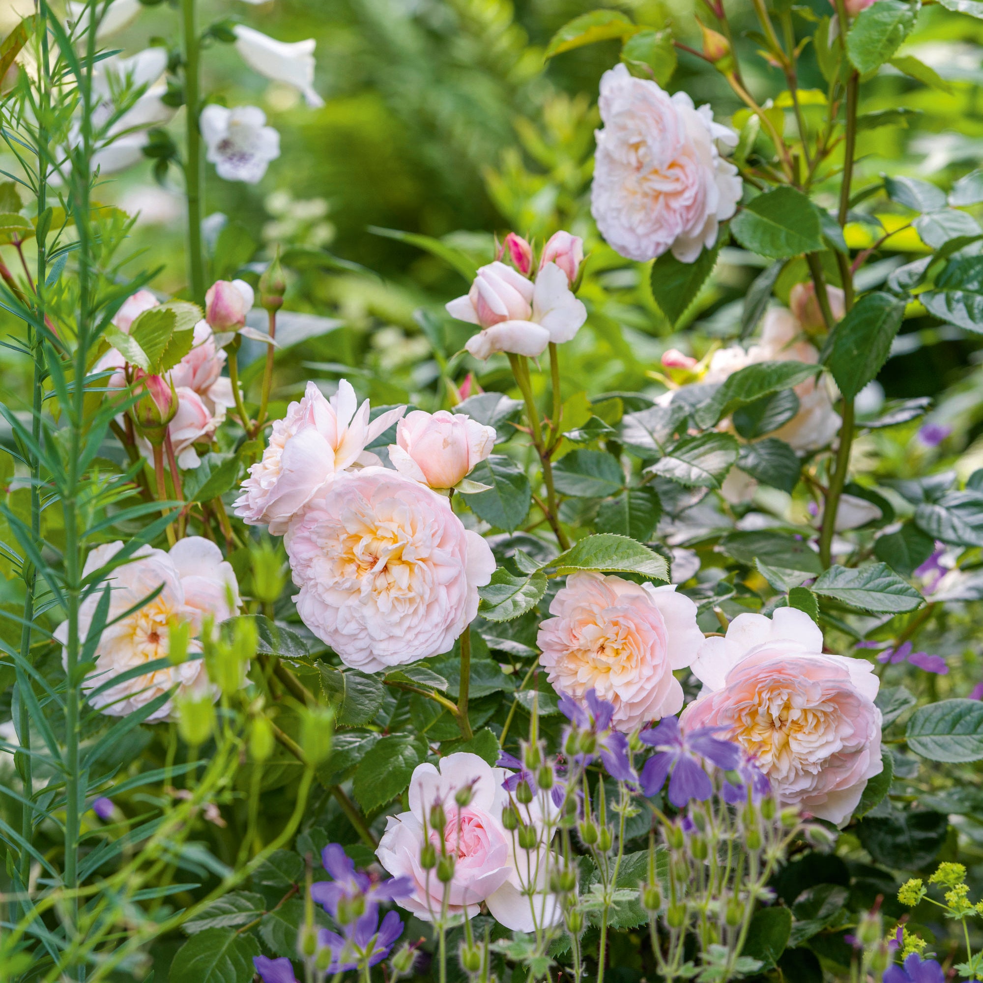 Emily Brontë (Ausearnshaw) | English Shrub Rose | David Austin Roses