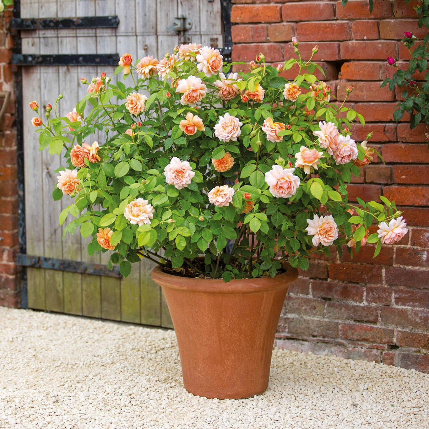 Grace (Auskeppy) | English Shrub Rose | David Austin Roses