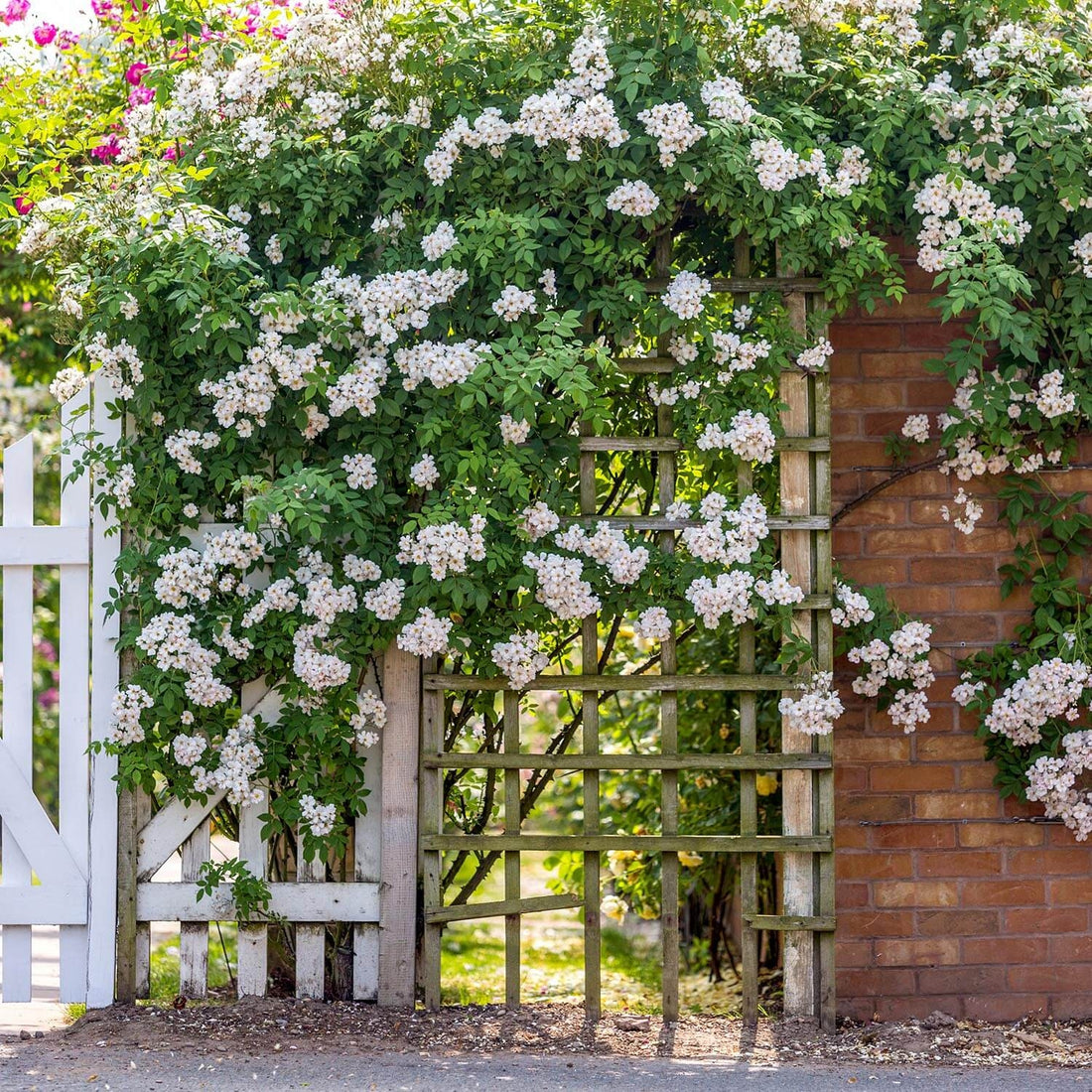 The Garland | Rambling Rose | David Austin Roses