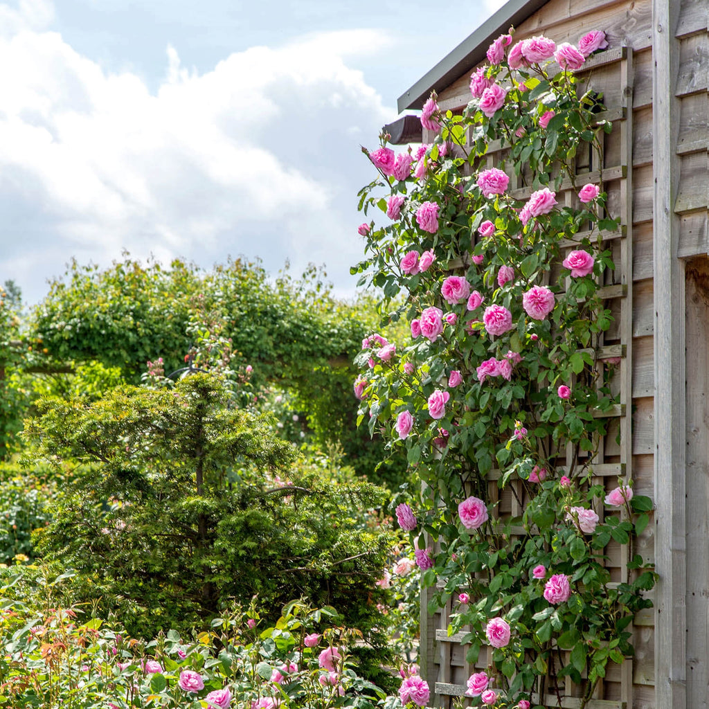 Wall Climbing Roses | Roses That Climb Fences | David Austin Roses