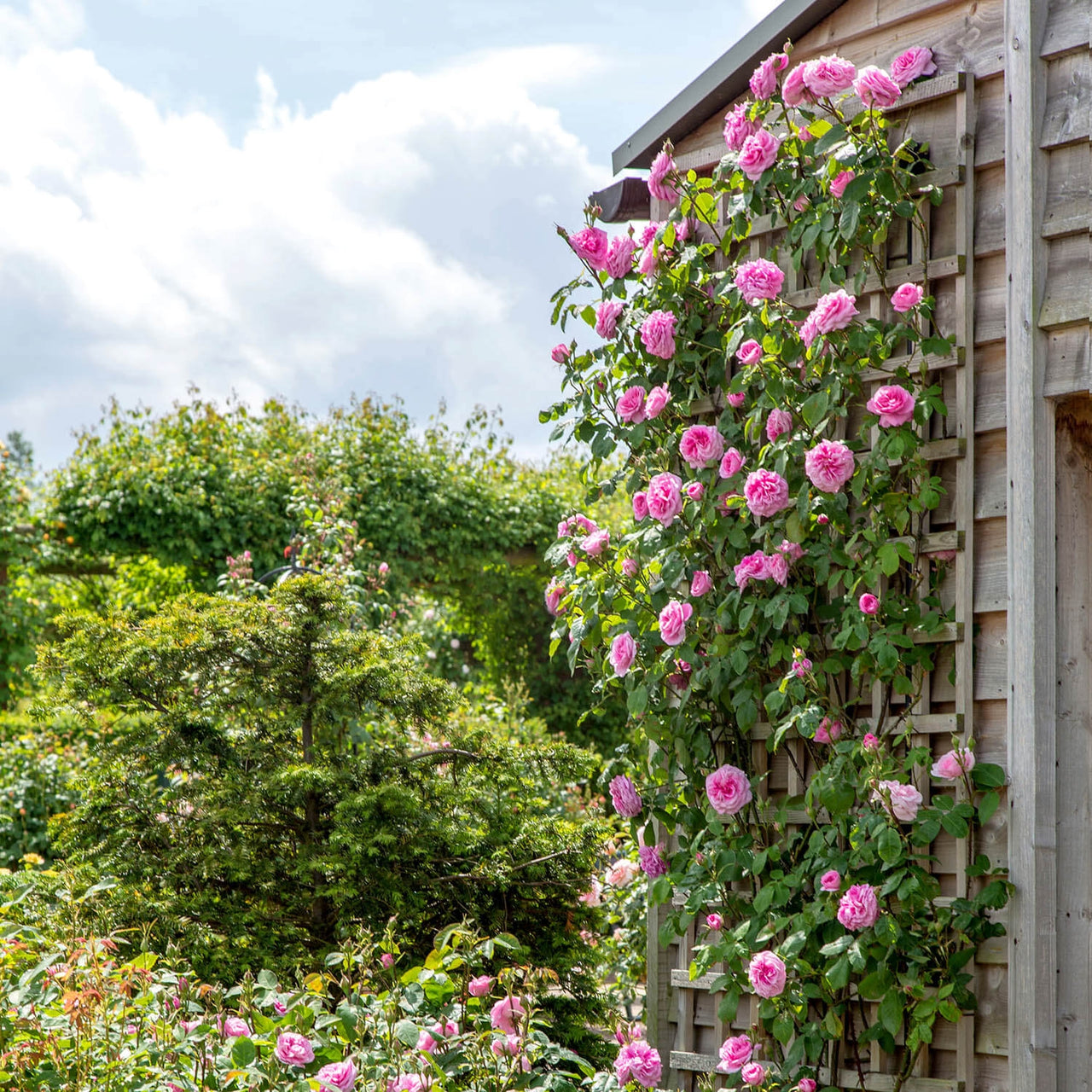Gertrude Jekyll | English Climbing Rose | David Austin Roses