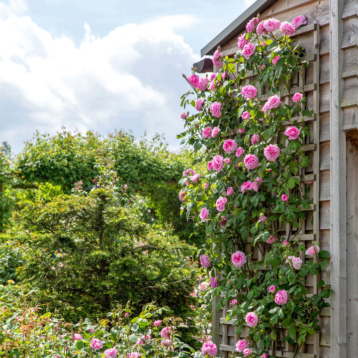 Wall Climbing Roses | Roses That Climb Fences | David Austin Roses