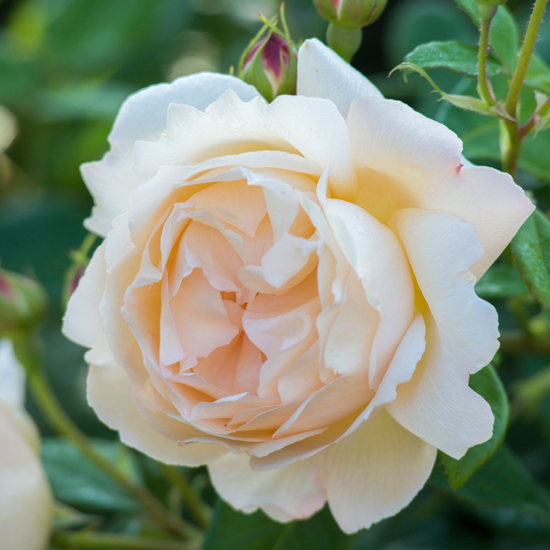Wollerton Old Hall (Ausblanket) | English Climbing Rose | David Austin ...