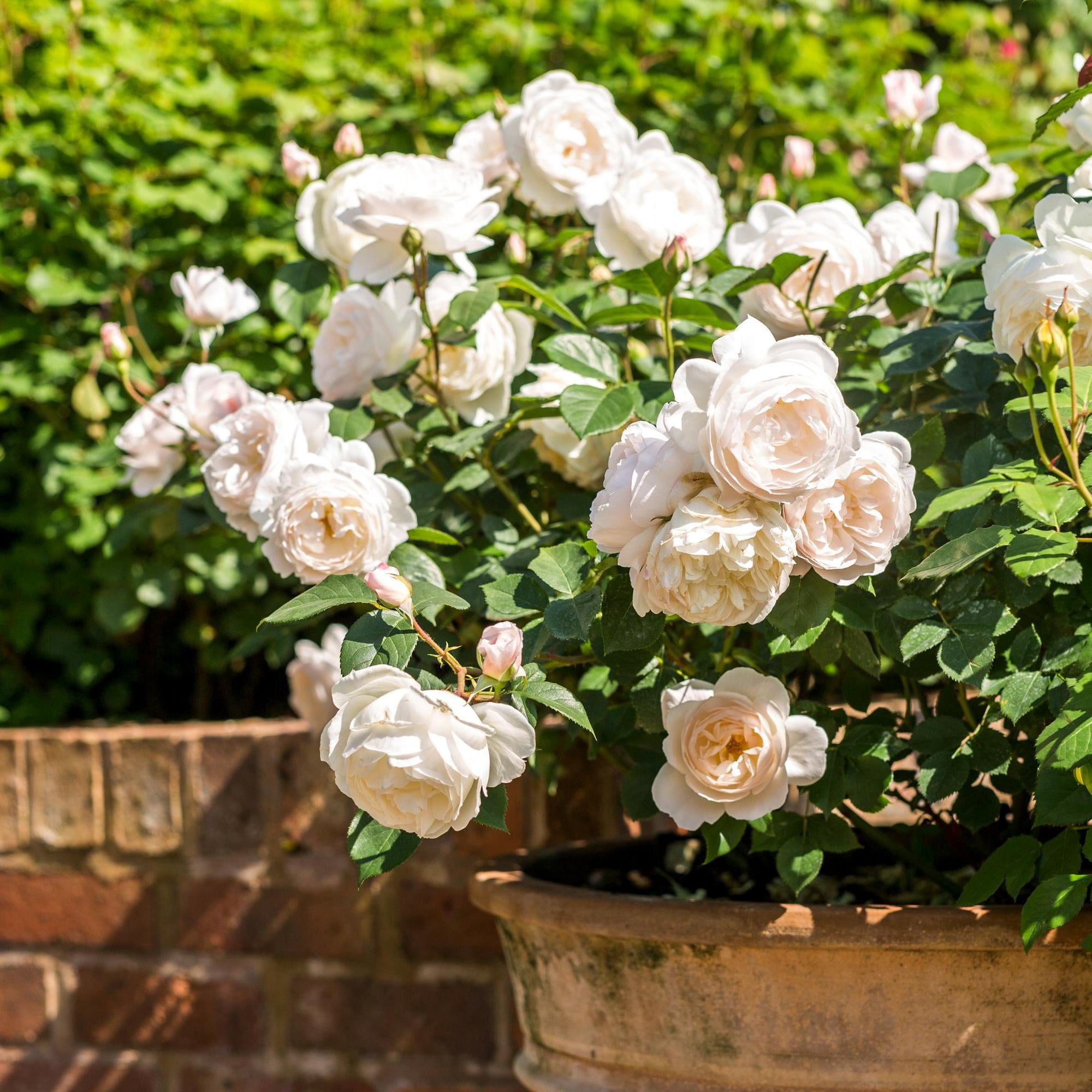 Desdemona (Auskindling) | English Shrub Rose | David Austin Roses