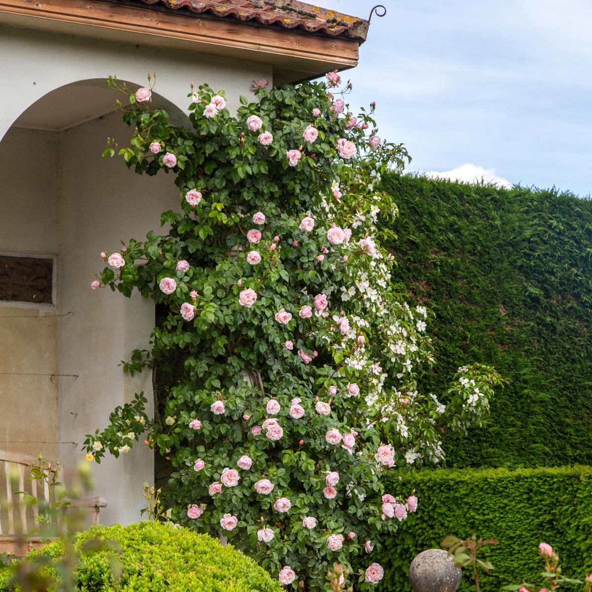 The Generous Gardener (Ausdrawn) | English Climbing Rose | David Austin ...