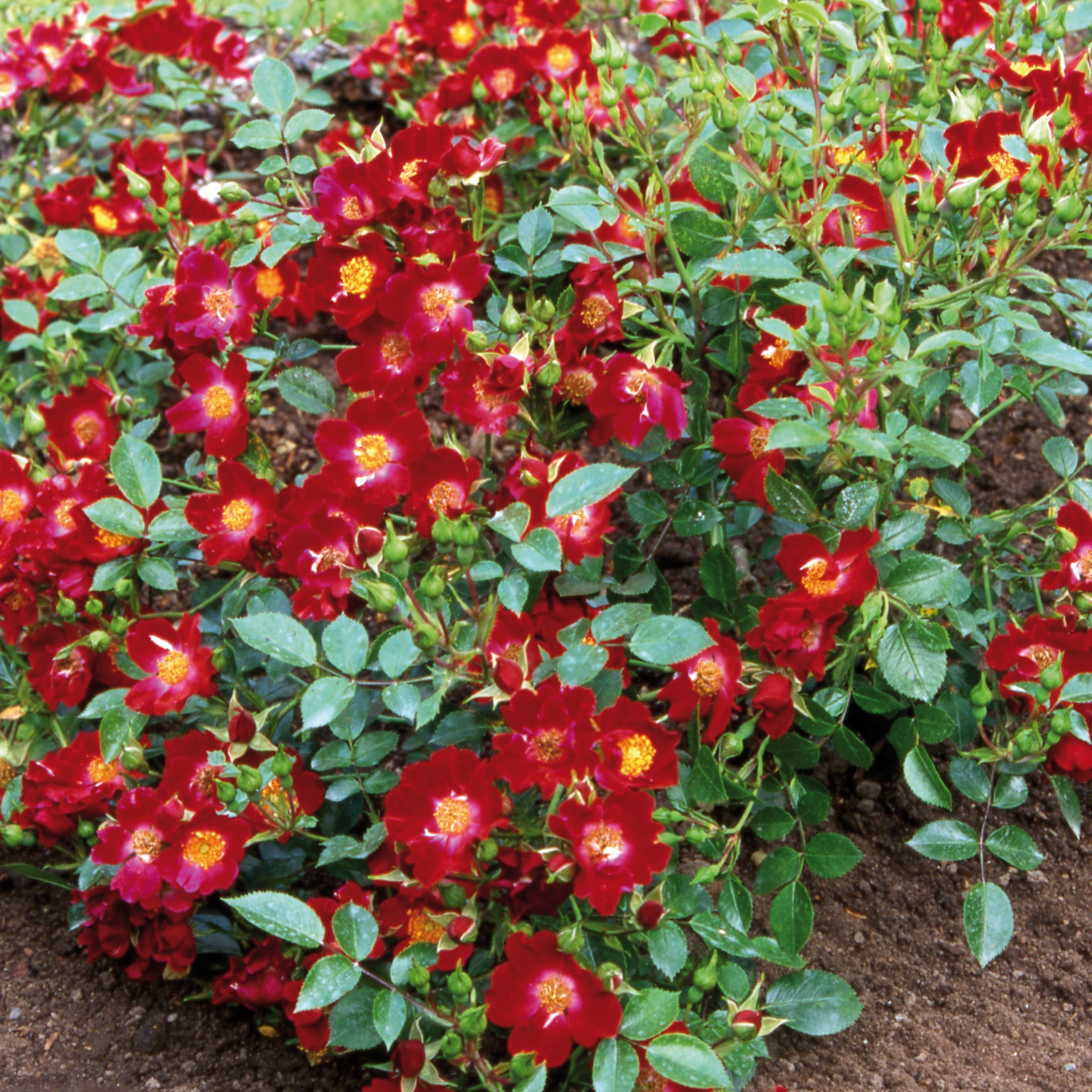 Suffolk | Ground Cover Rose | David Austin Roses