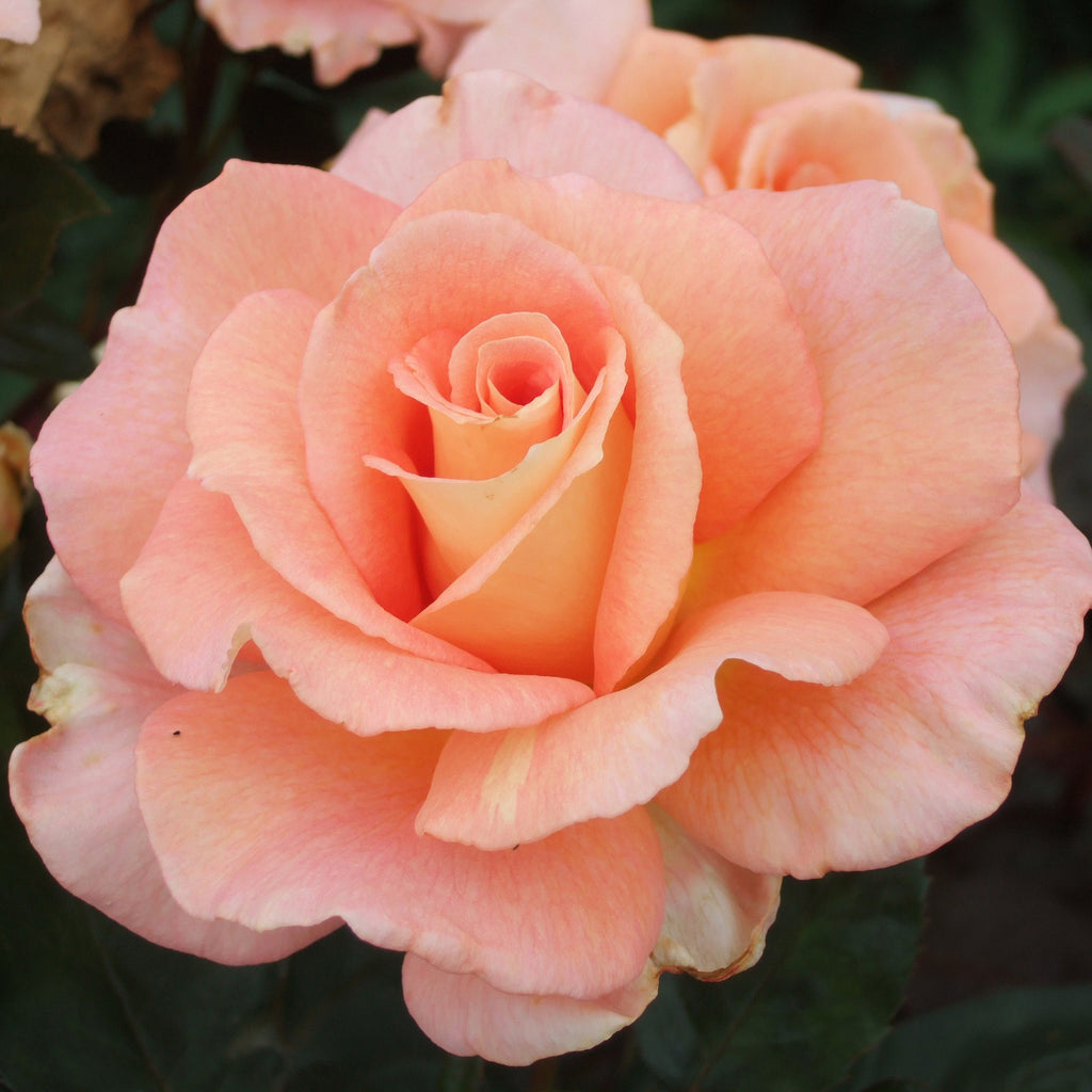King’s Macc (Frydisco) | Hybrid Tea | David Austin Roses