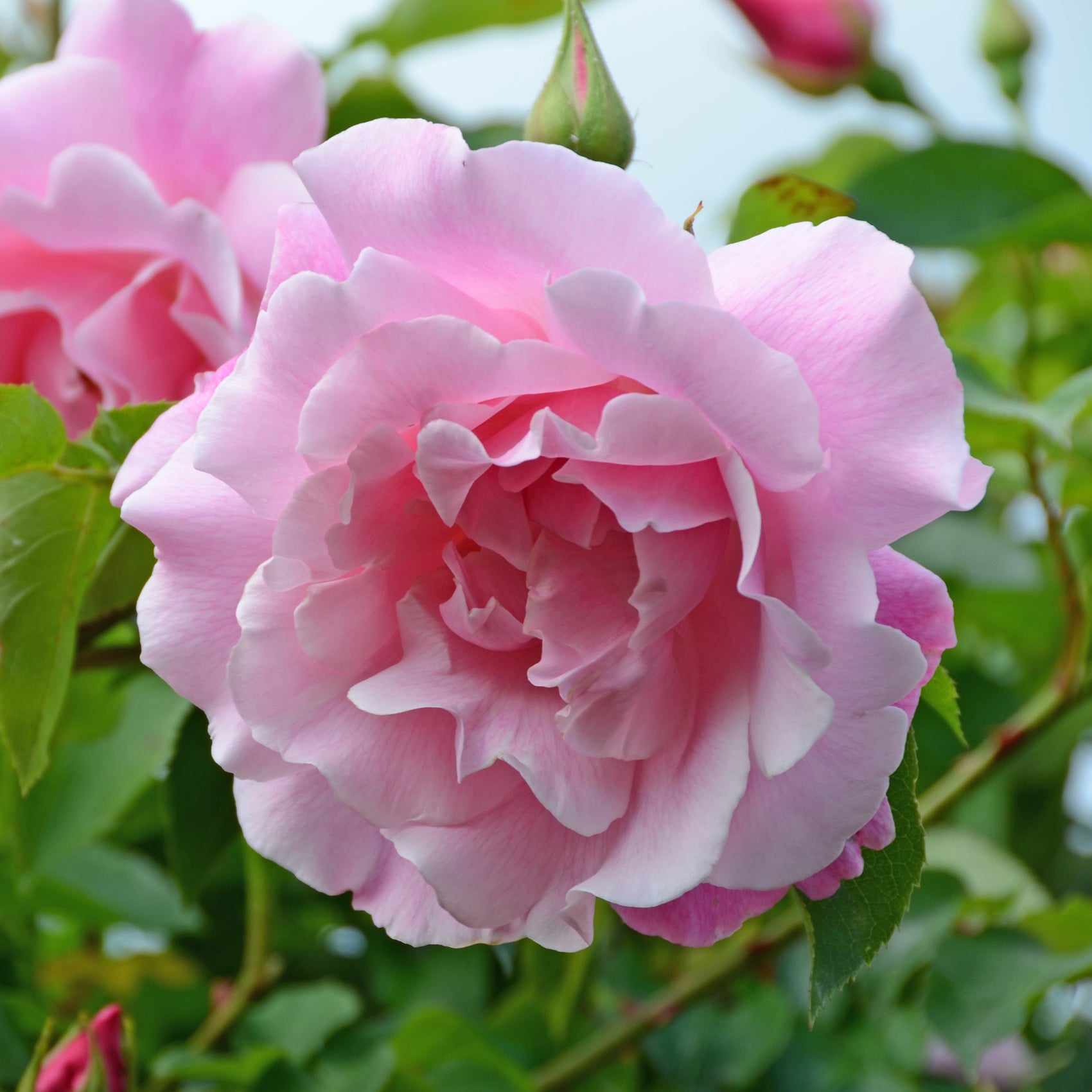 Mme. Grégoire Staechelin | Climbing Rose | David Austin Roses