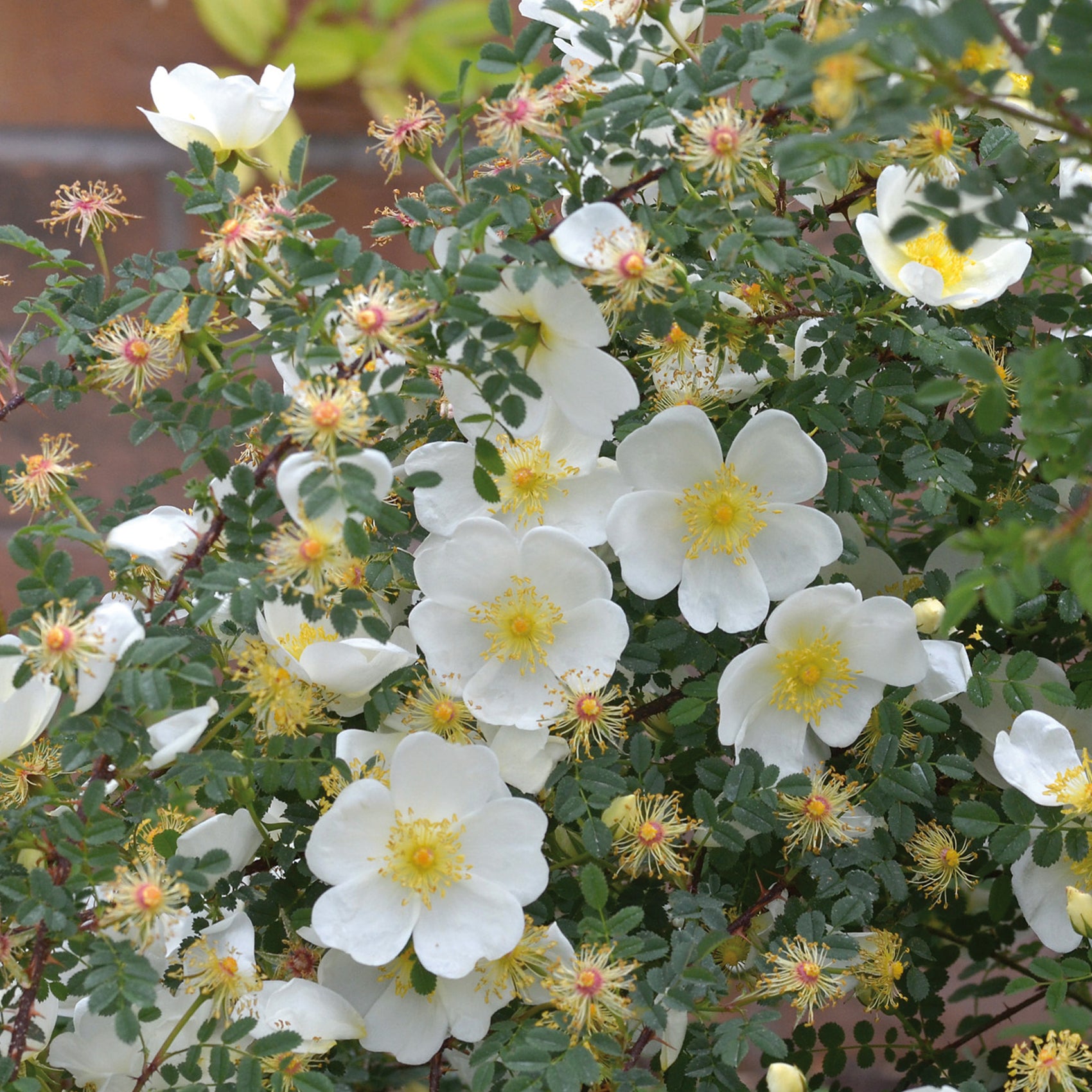 Wild Roses | David Austin Roses