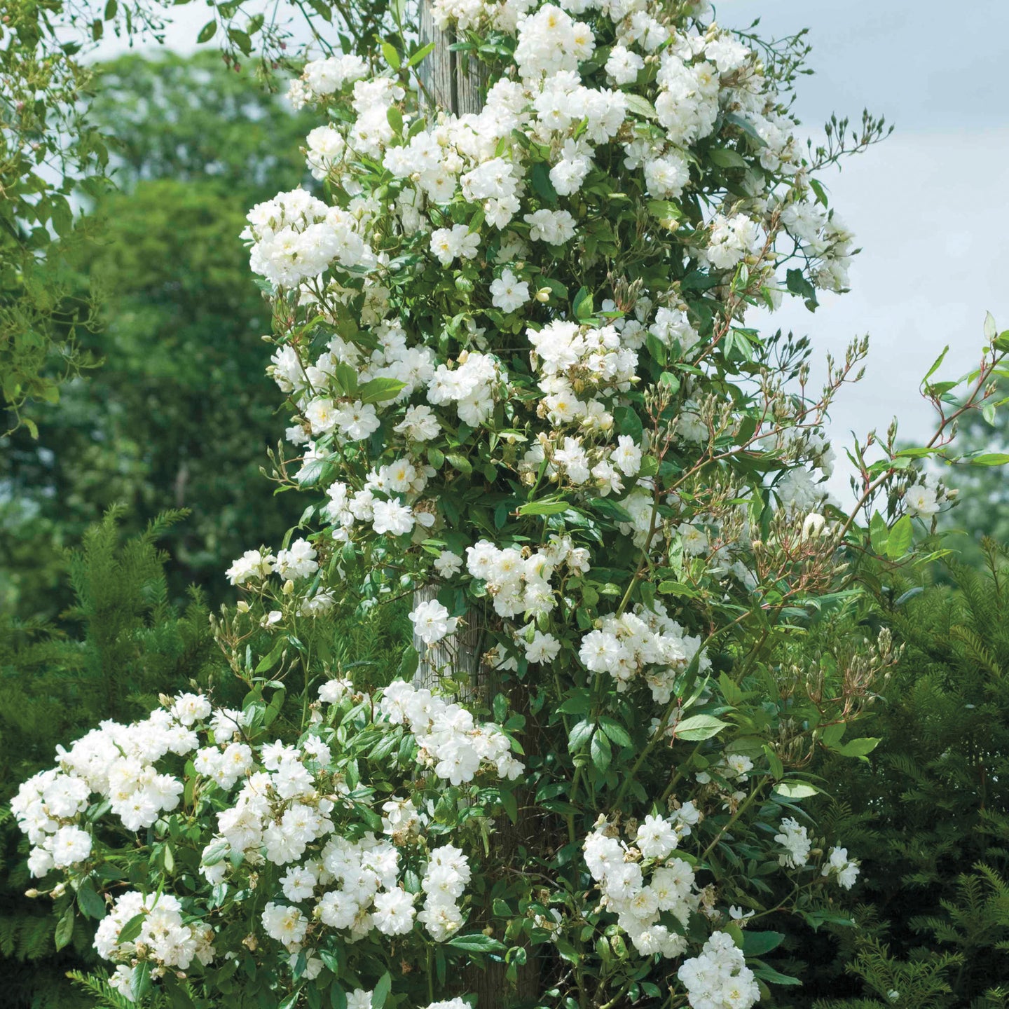 Snow Goose (Auspom) | English Rambling Rose | David Austin Roses