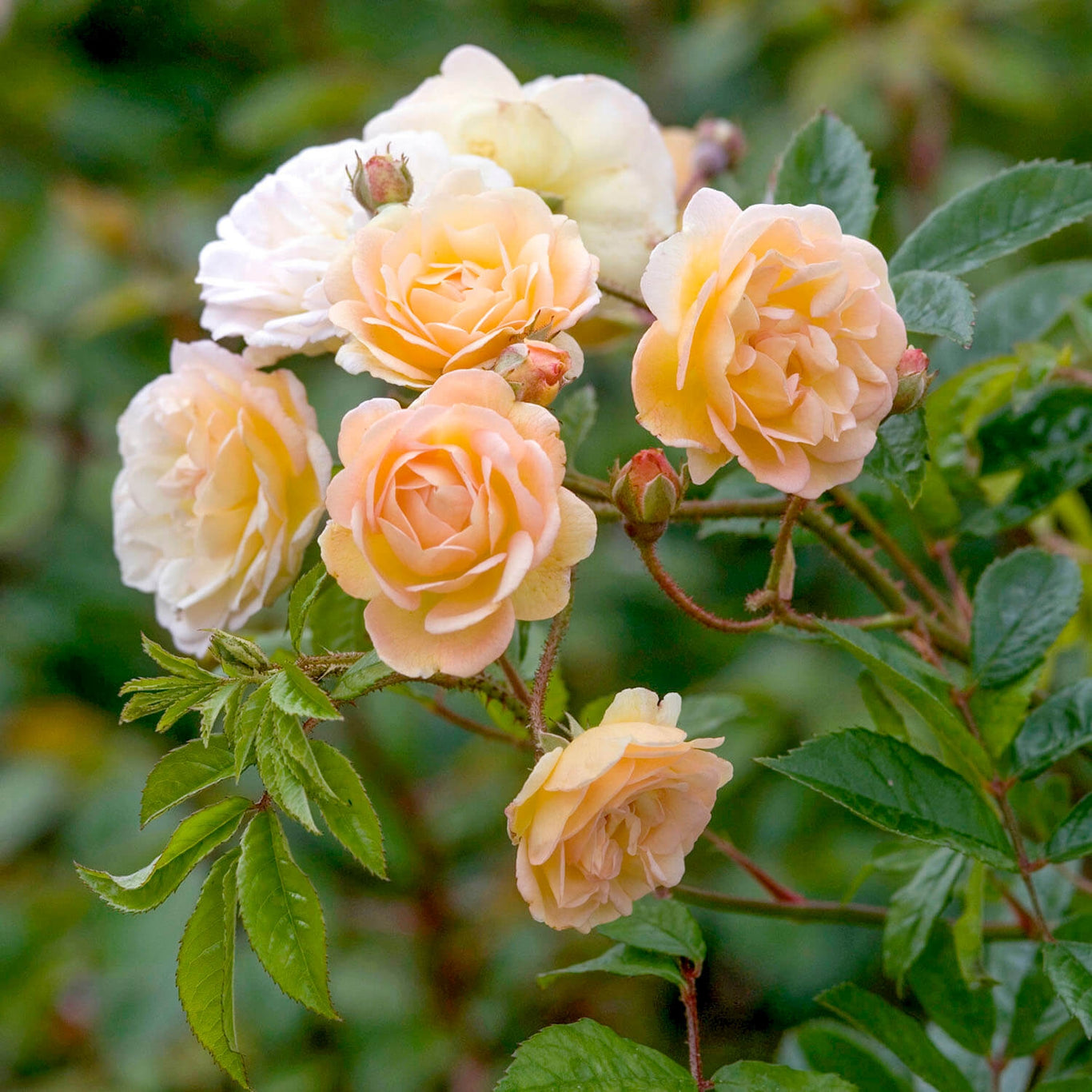 Rambling Roses - David Austin roses