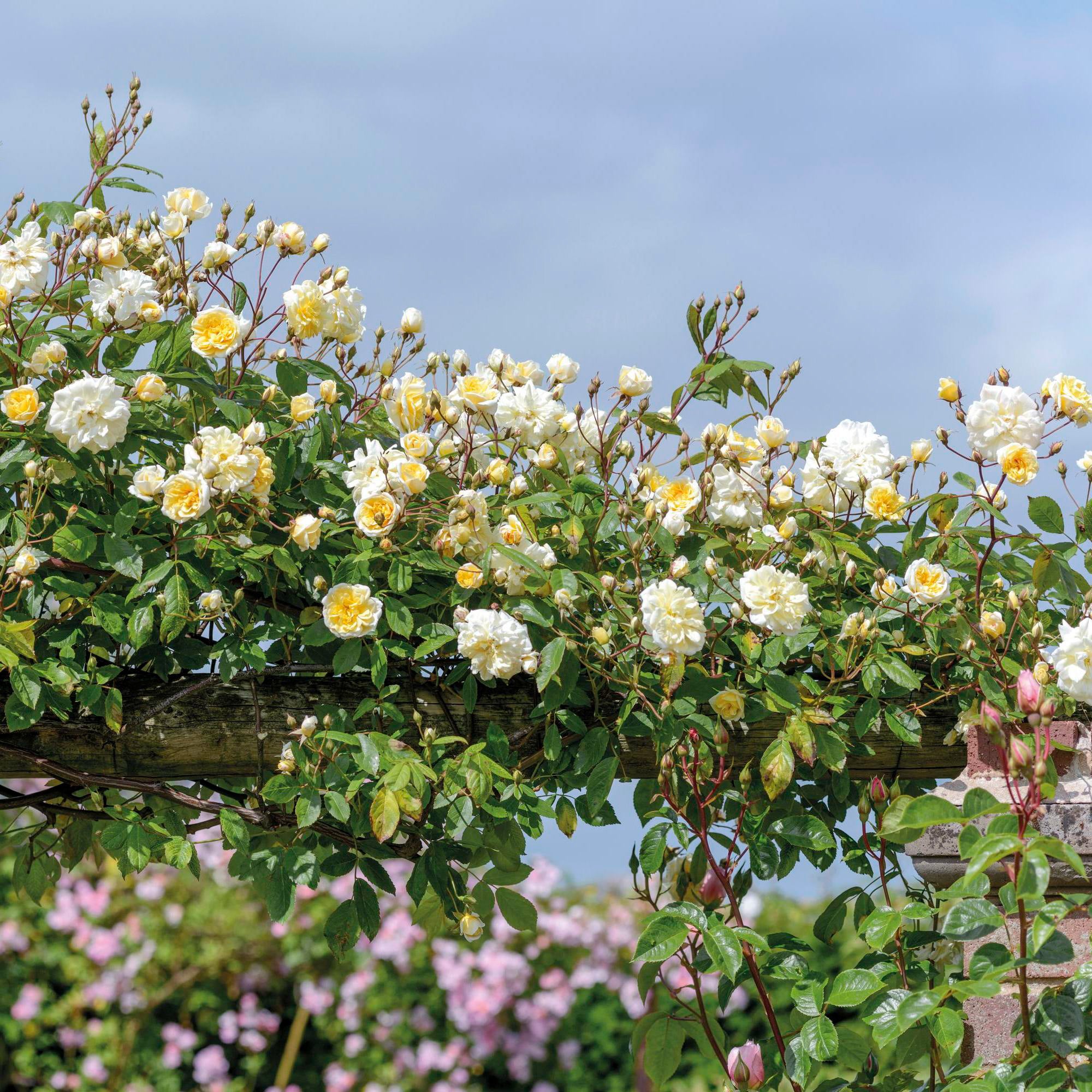 Malvern Hills (Auscanary) | English Rambling Rose | David Austin Roses
