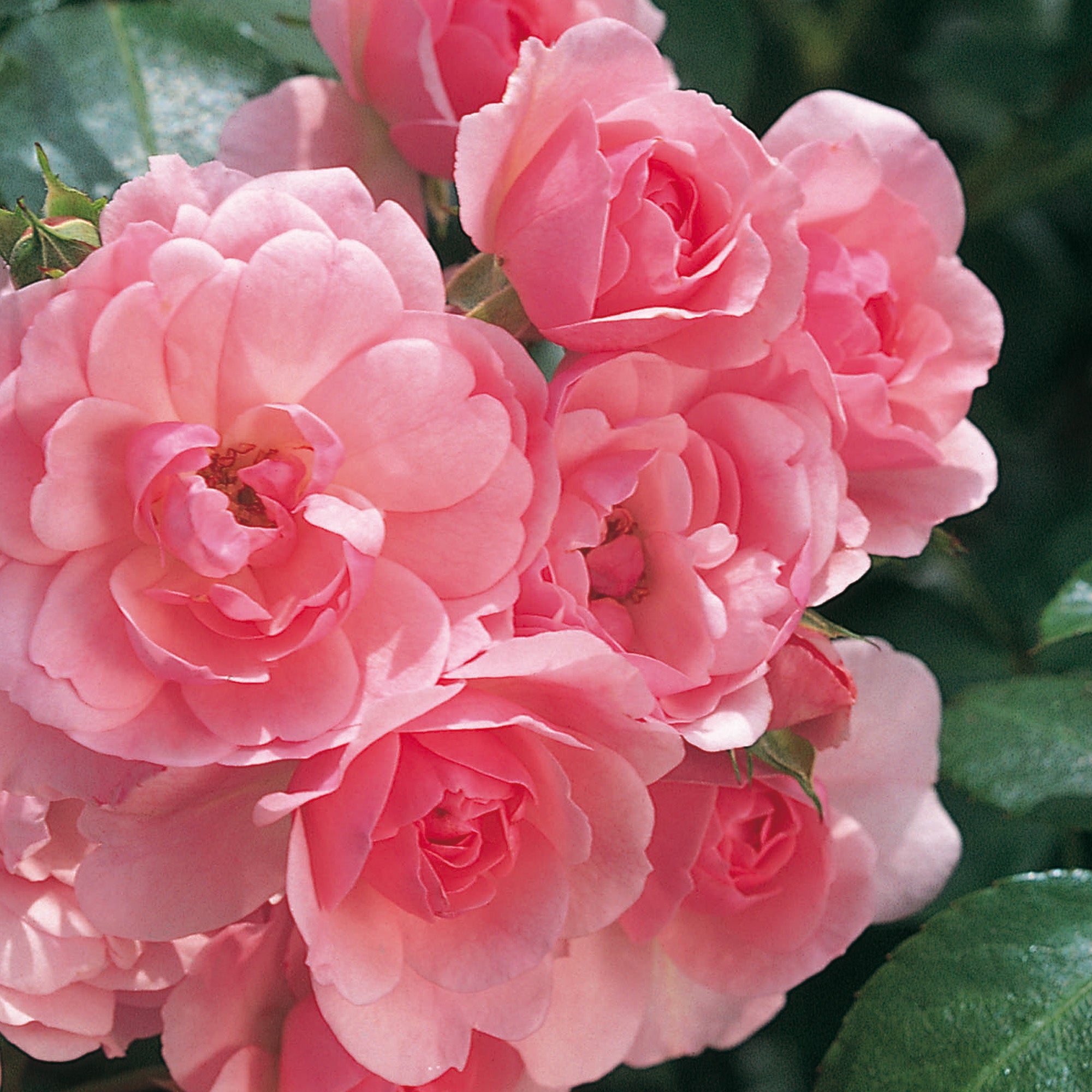 Bonica | Shrub Rose | David Austin Roses