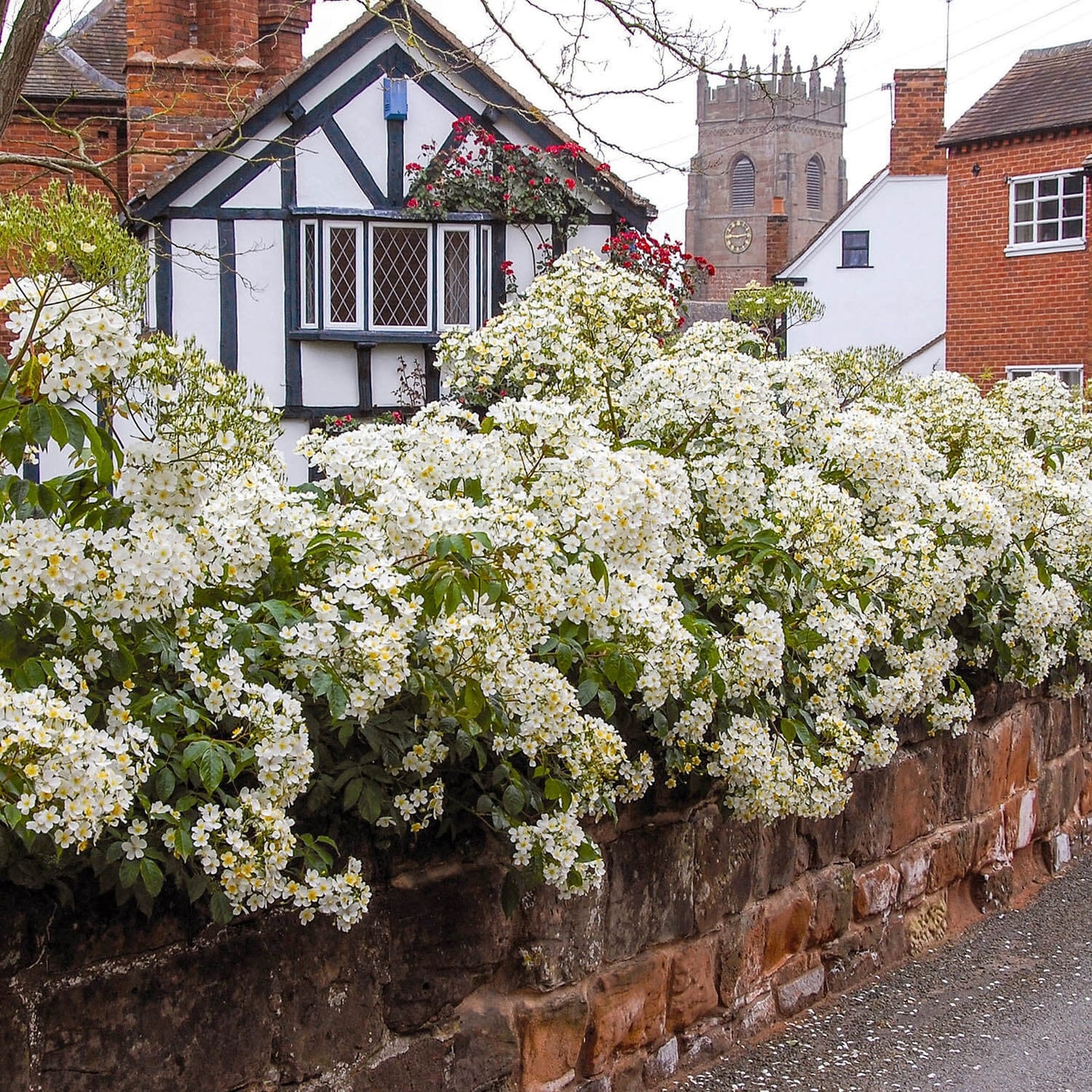 R. filipes 'Kiftsgate' | Rambling Rose | David Austin Roses
