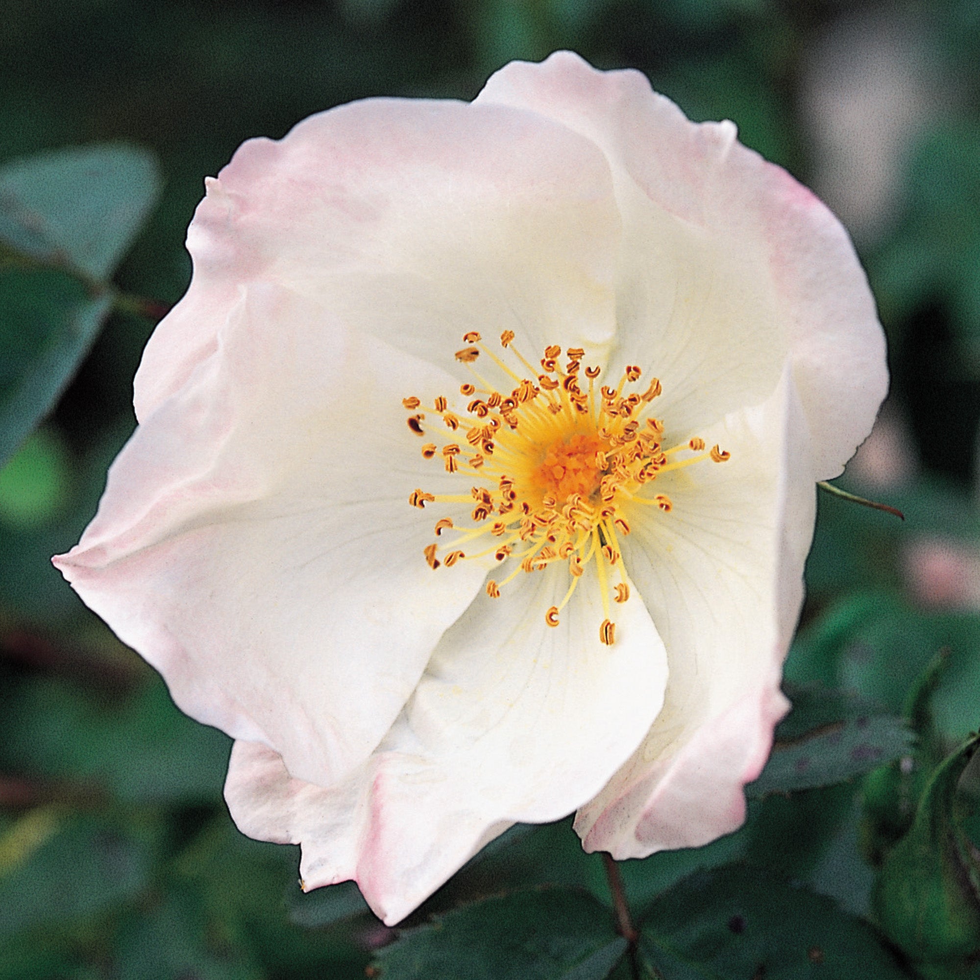 R. spin. ‘Robbie Burns' | Wild Rose | David Austin Roses