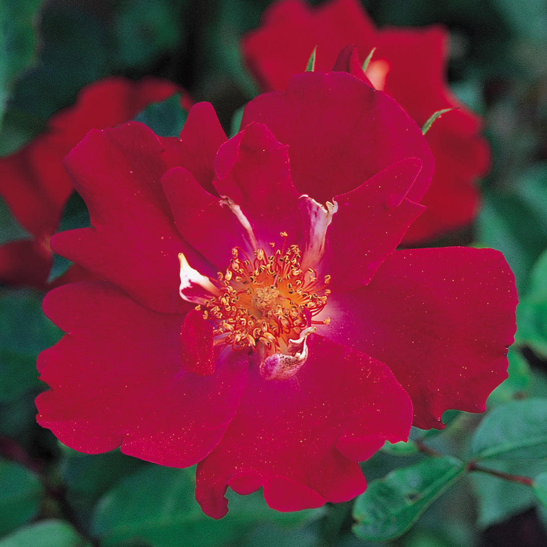 Allen Chandler | Climbing Rose | David Austin Roses