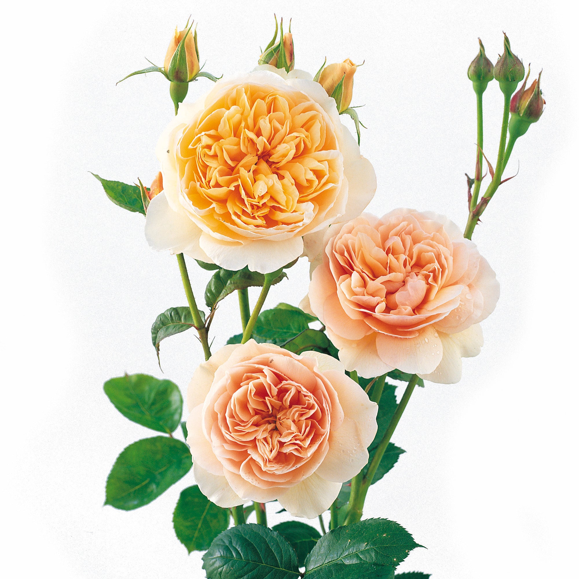 Juliet Garden Rose Domaine De Chantilly Rose | Apricot Shrub Rose