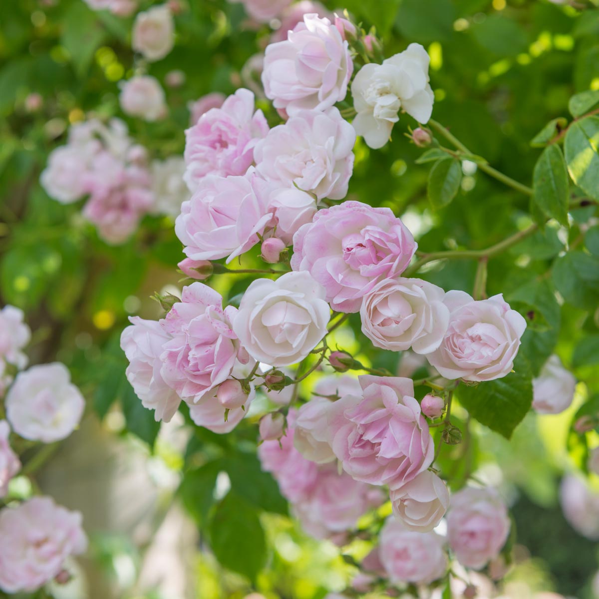 Belvedere | Rambling Rose | David Austin Roses