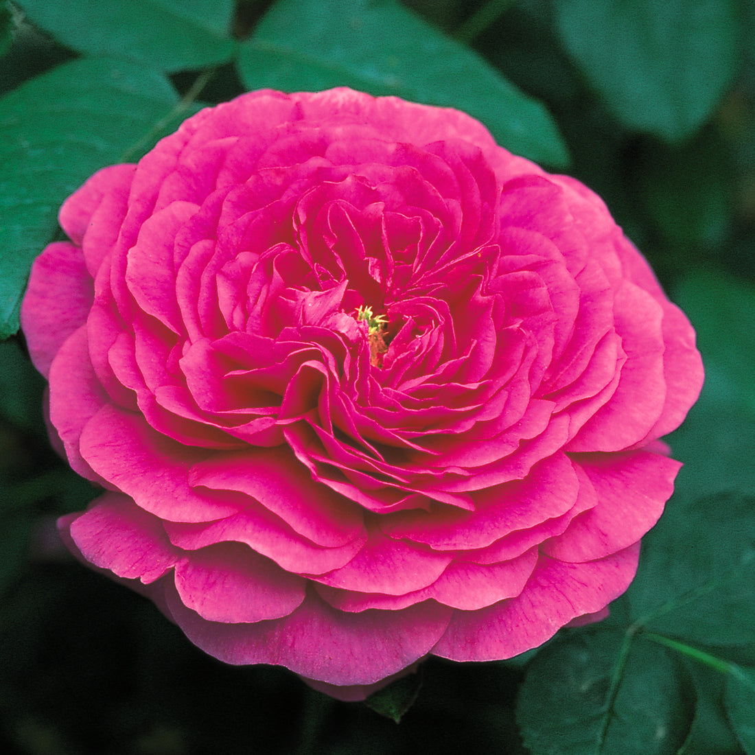 Noble Antony (Ausway) | English Shrub Rose | David Austin Roses