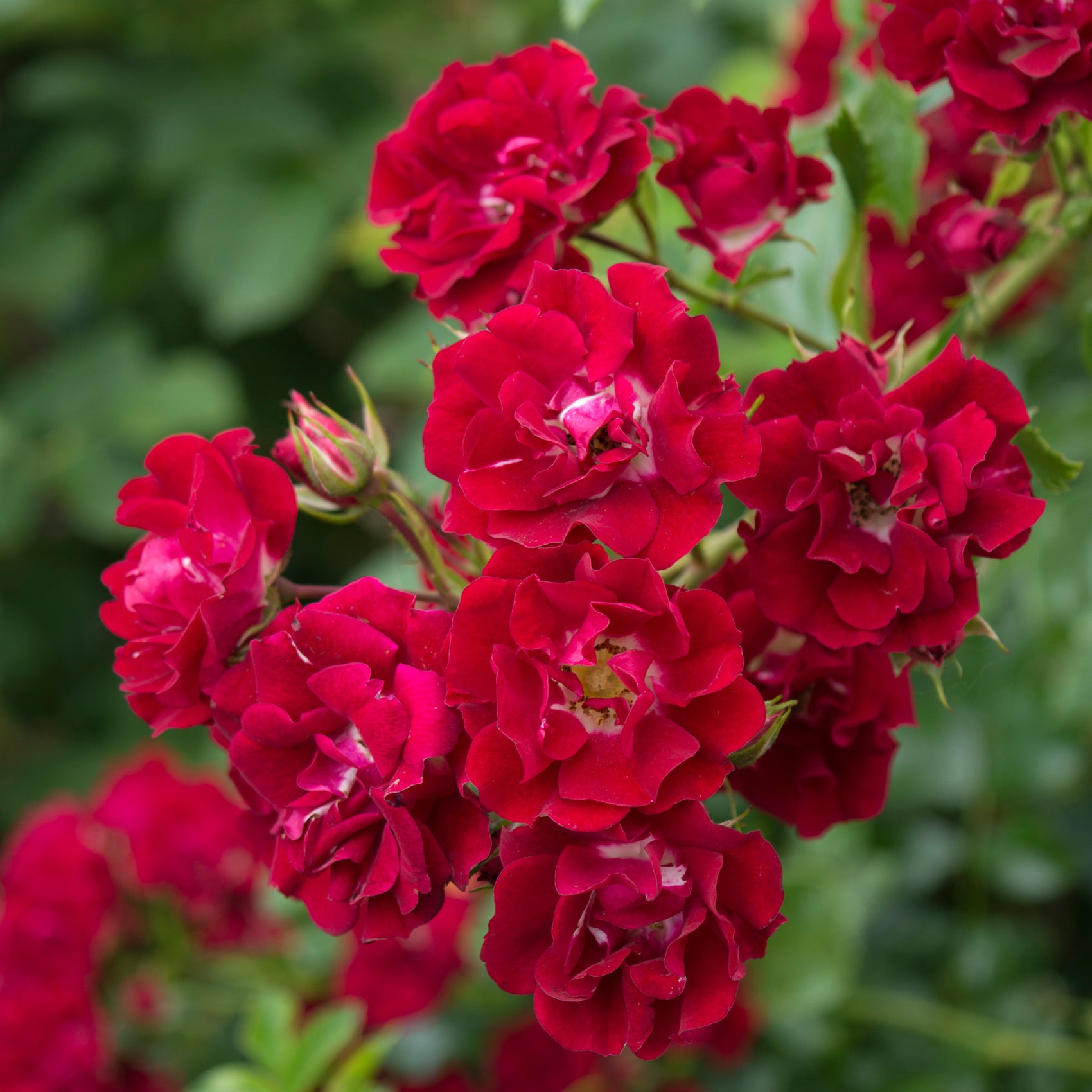 Buy Red Roses | UK Delivery | David Austin Roses