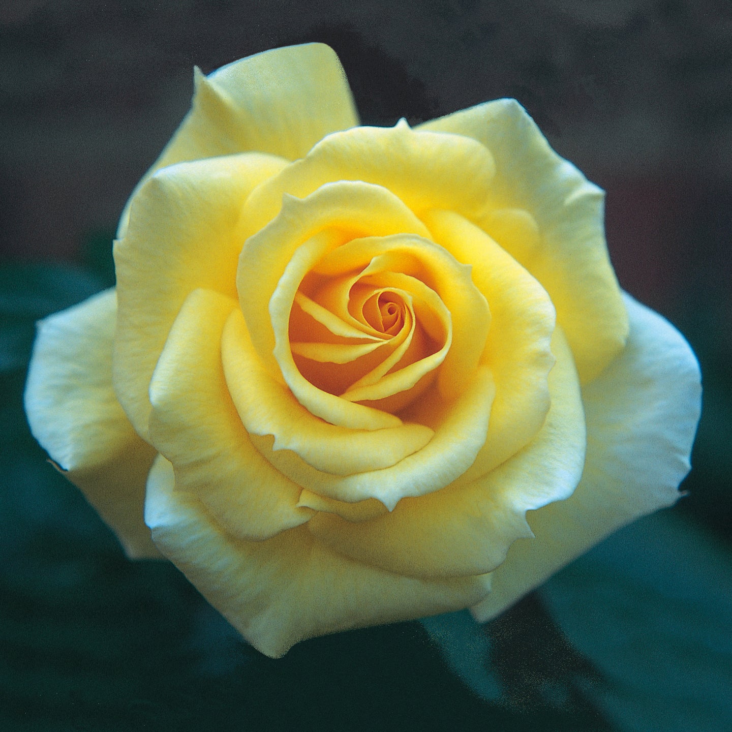 Golden Anniversary Roses & Gifts | David Austin Roses