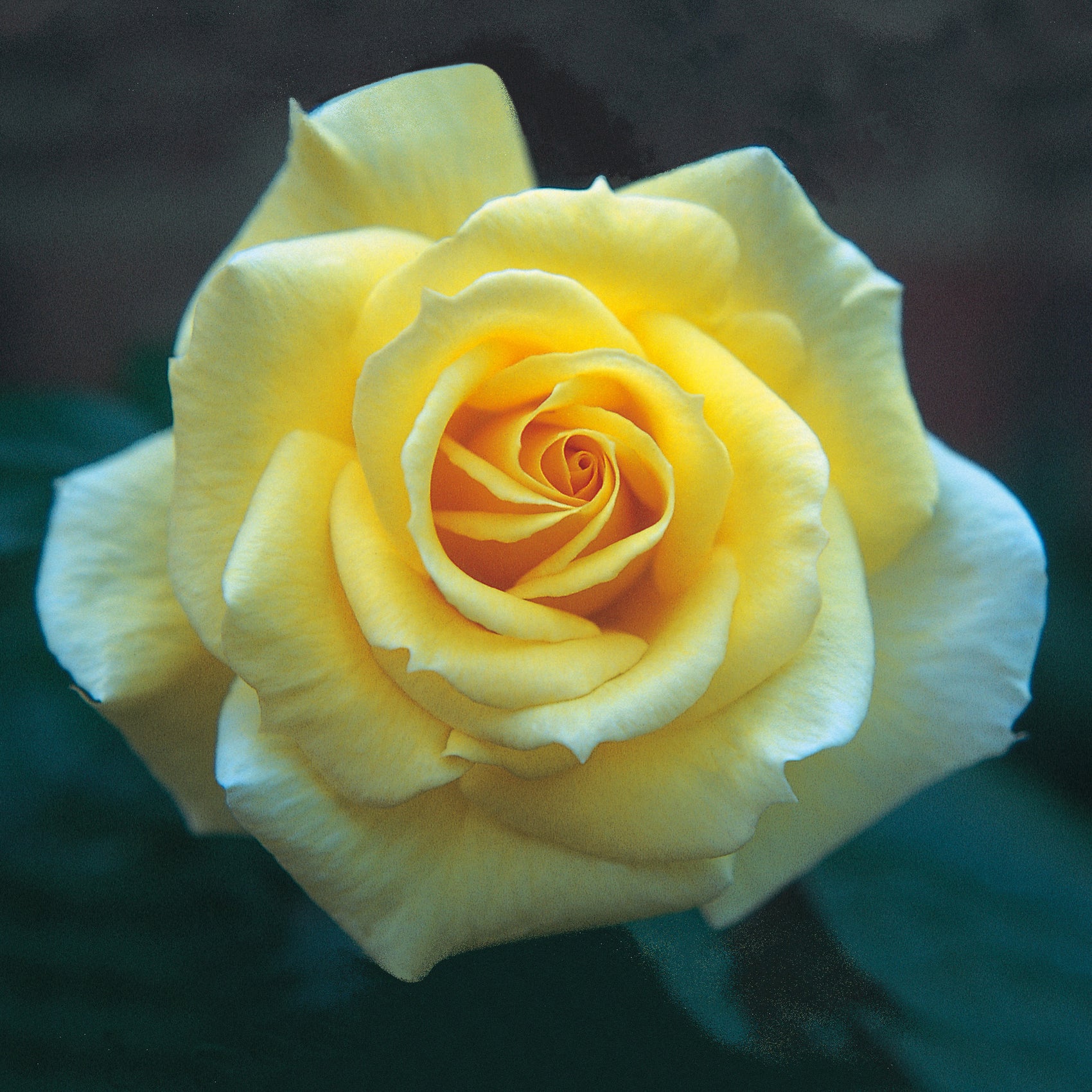 Yellow Climbing Roses | David Austin Roses