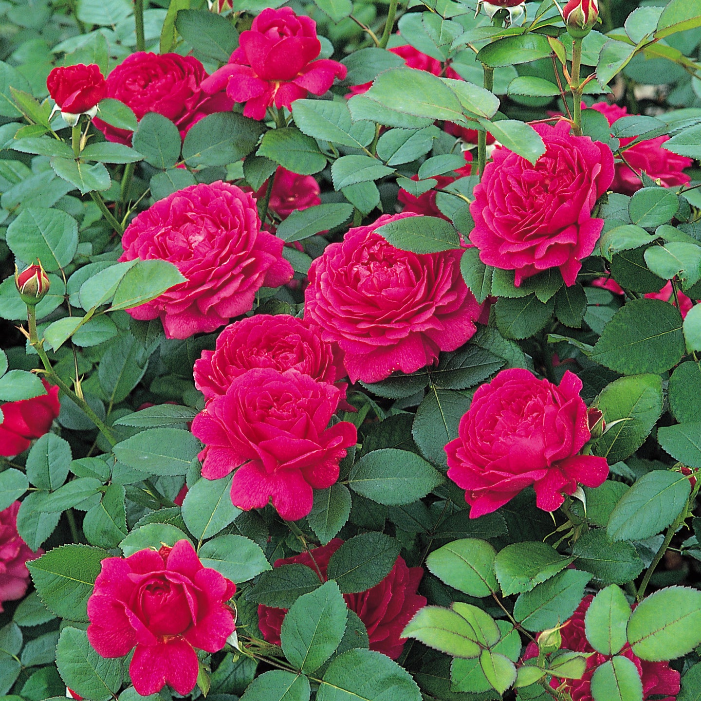 Noble Antony (Ausway) | English Shrub Rose | David Austin Roses