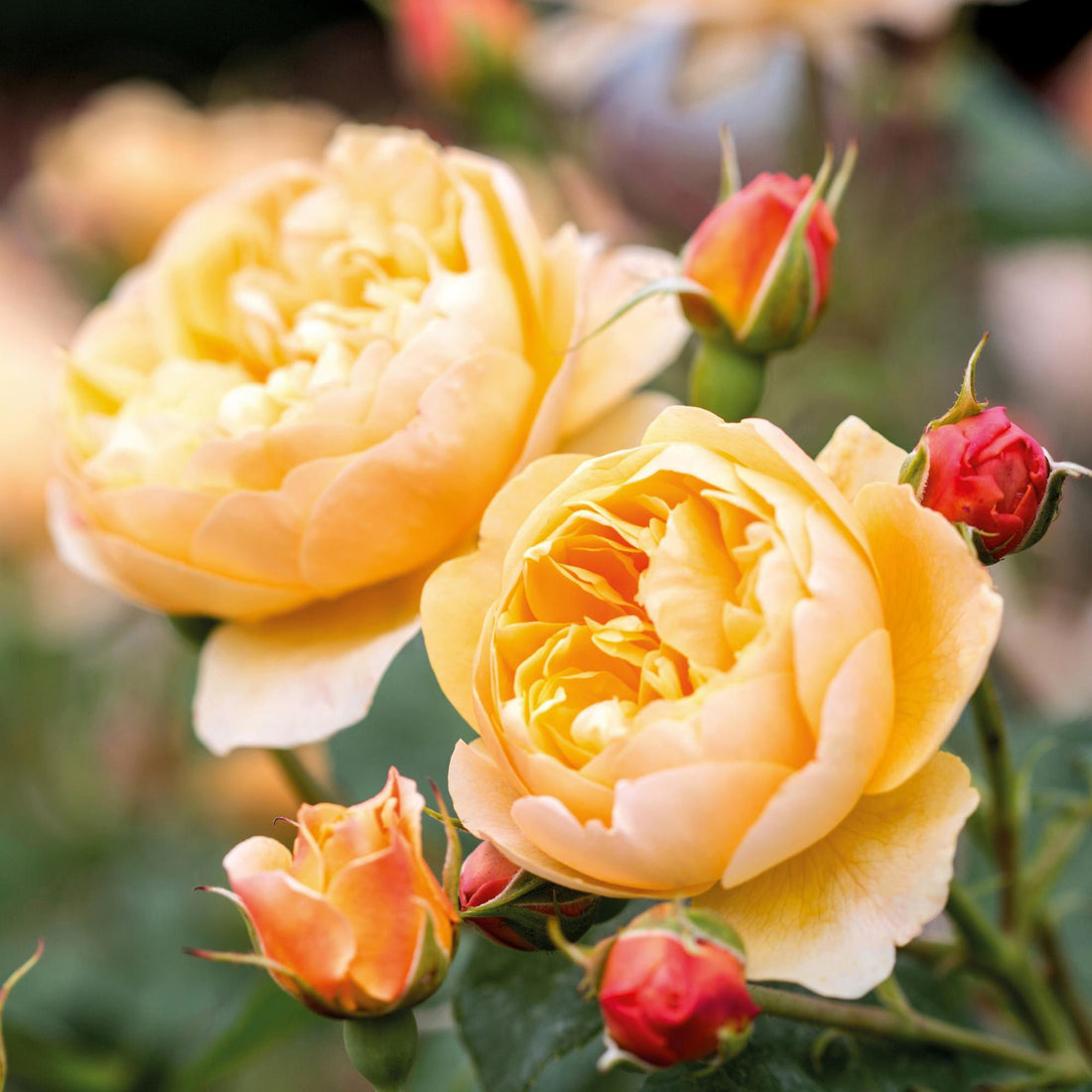 Apricot & Orange Roses | David Austin Roses