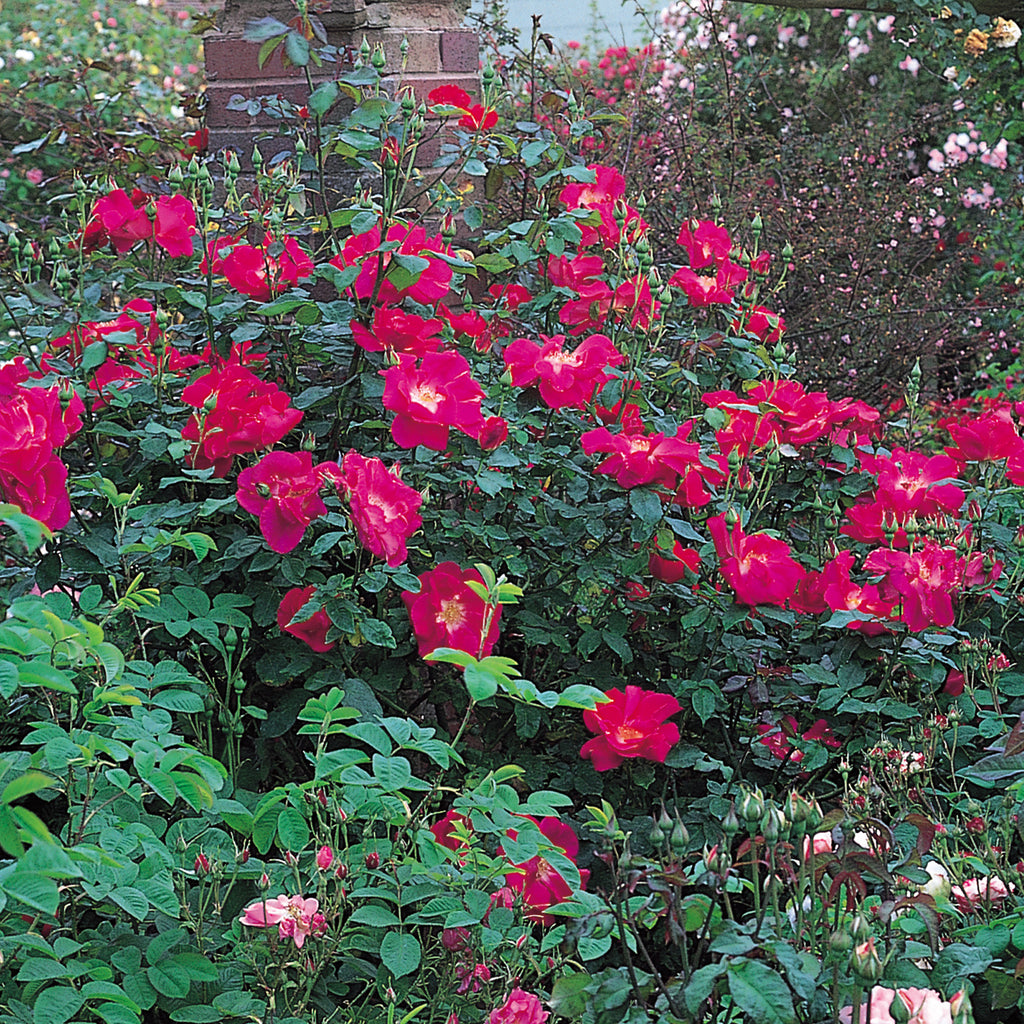 Red Coat | Shrub Rose | David Austin Roses