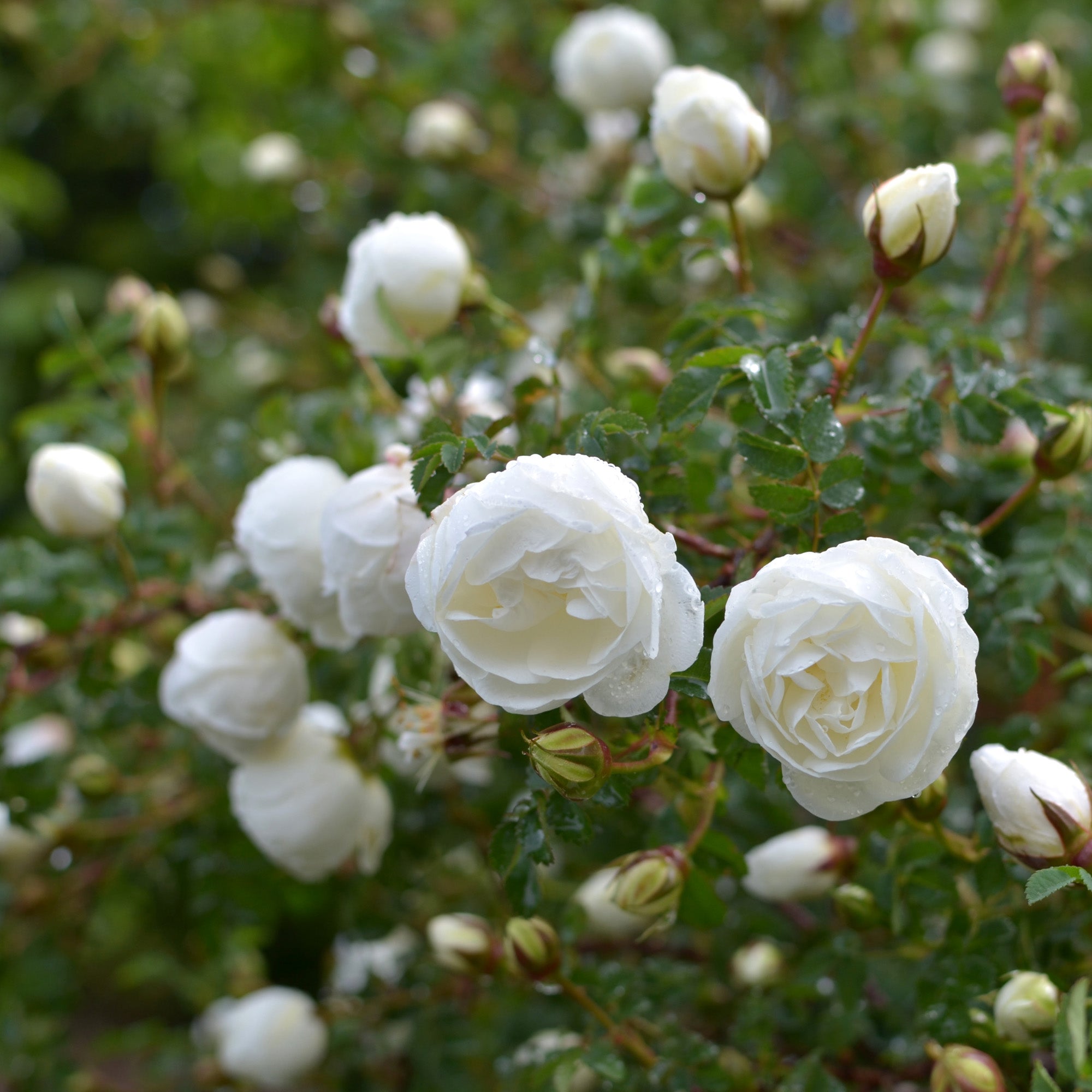 R. spin. ‘Double White' | Wild Rose | David Austin Roses