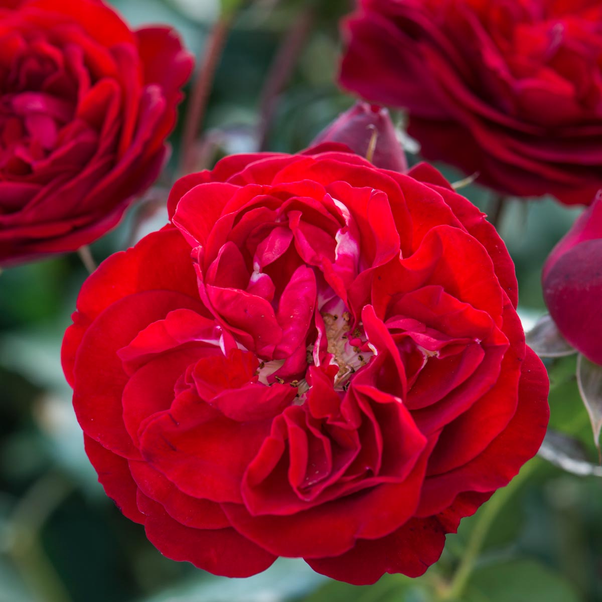The Times Rose (Korpeahn) | Floribunda | David Austin Roses