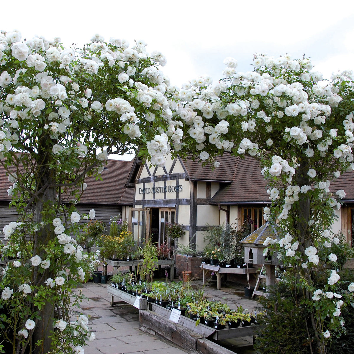 Iceberg | Climbing Rose | David Austin Roses