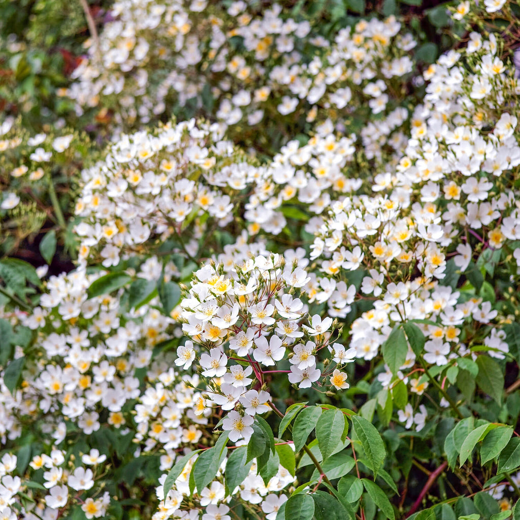 R. filipes 'Kiftsgate' | Rambling Rose | David Austin Roses