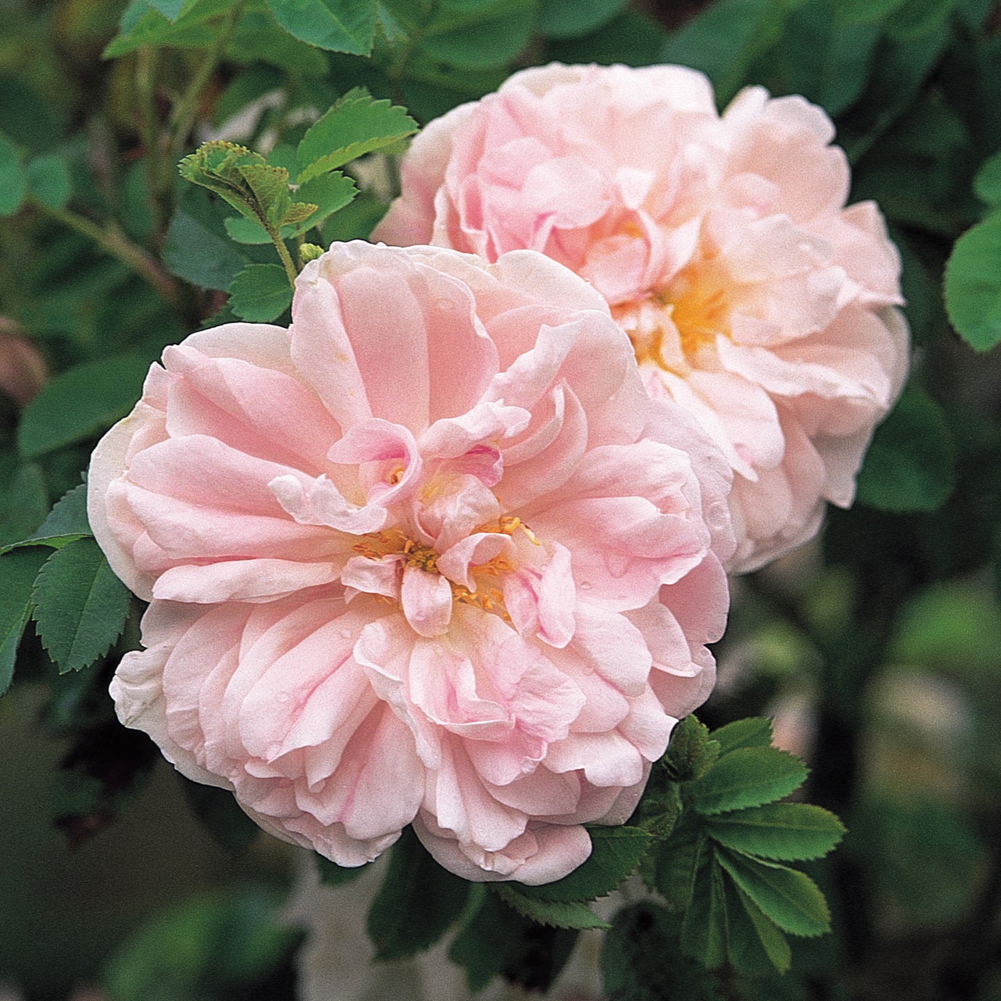 Scottish Rose s | David Austin Roses