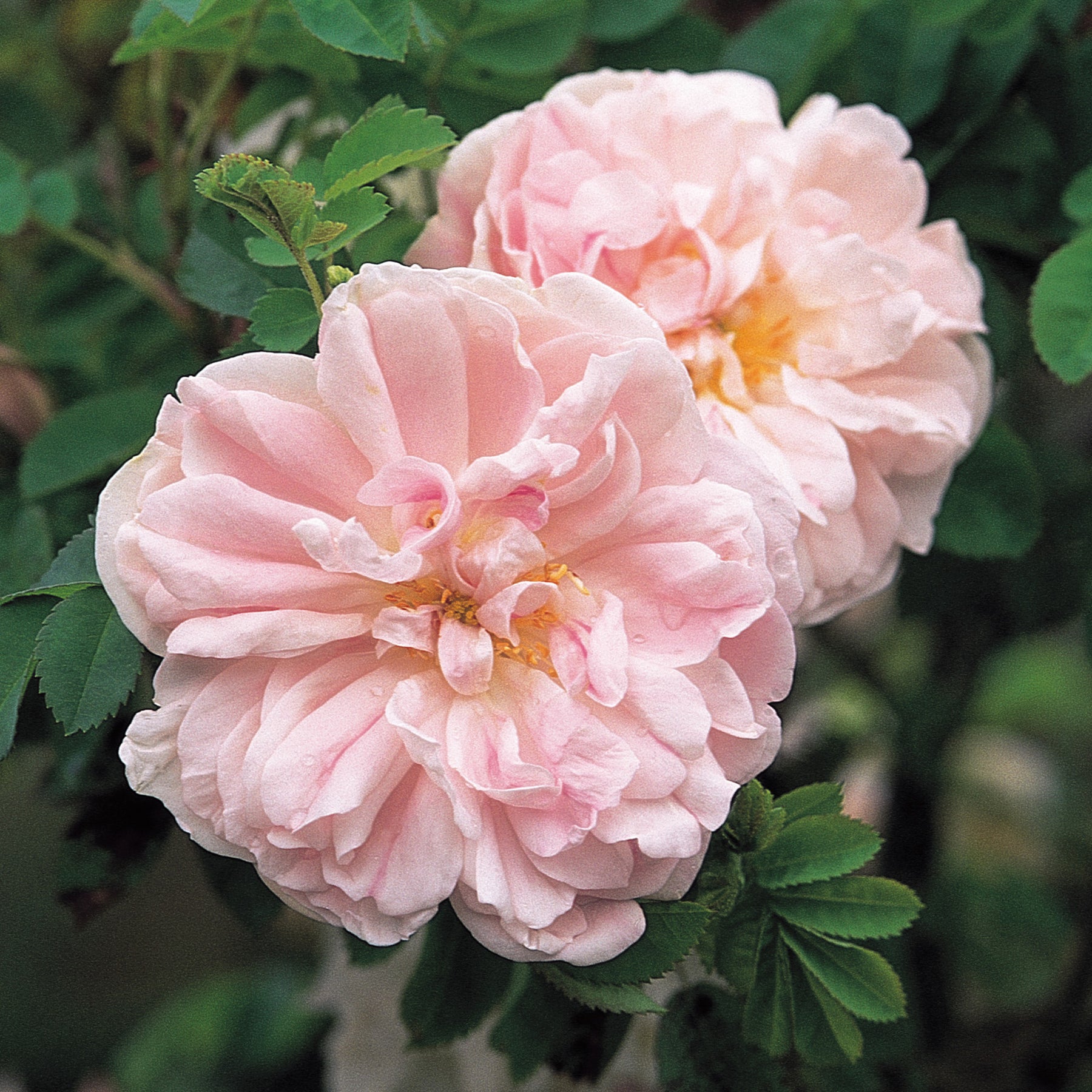 Scottish Rose s | David Austin Roses