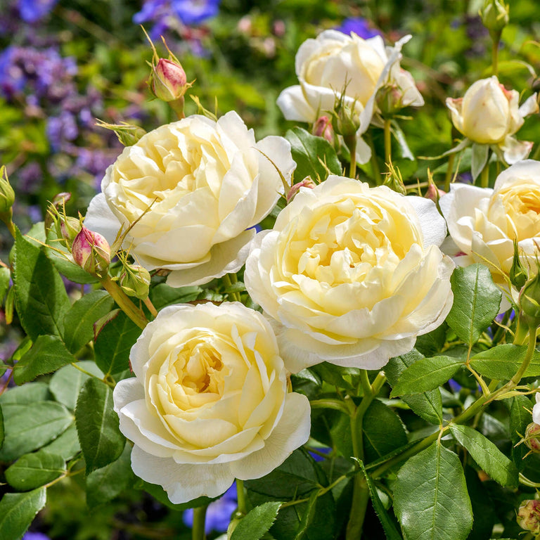 Vanessa Bell (Auseasel) | English Standard Tree Rose | David Austin Roses