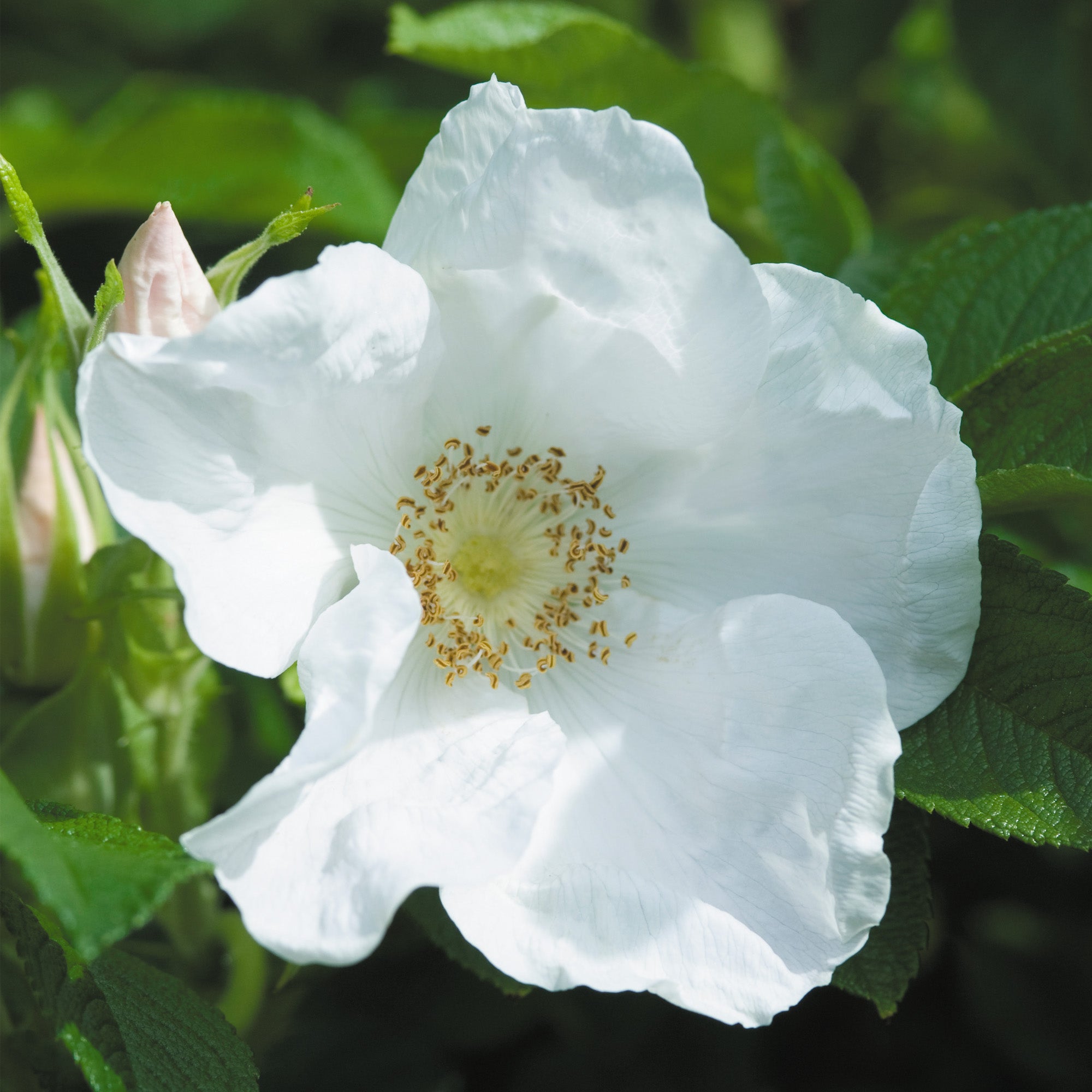 R. Rugosa Alba | Rugosa Rose | David Austin Roses