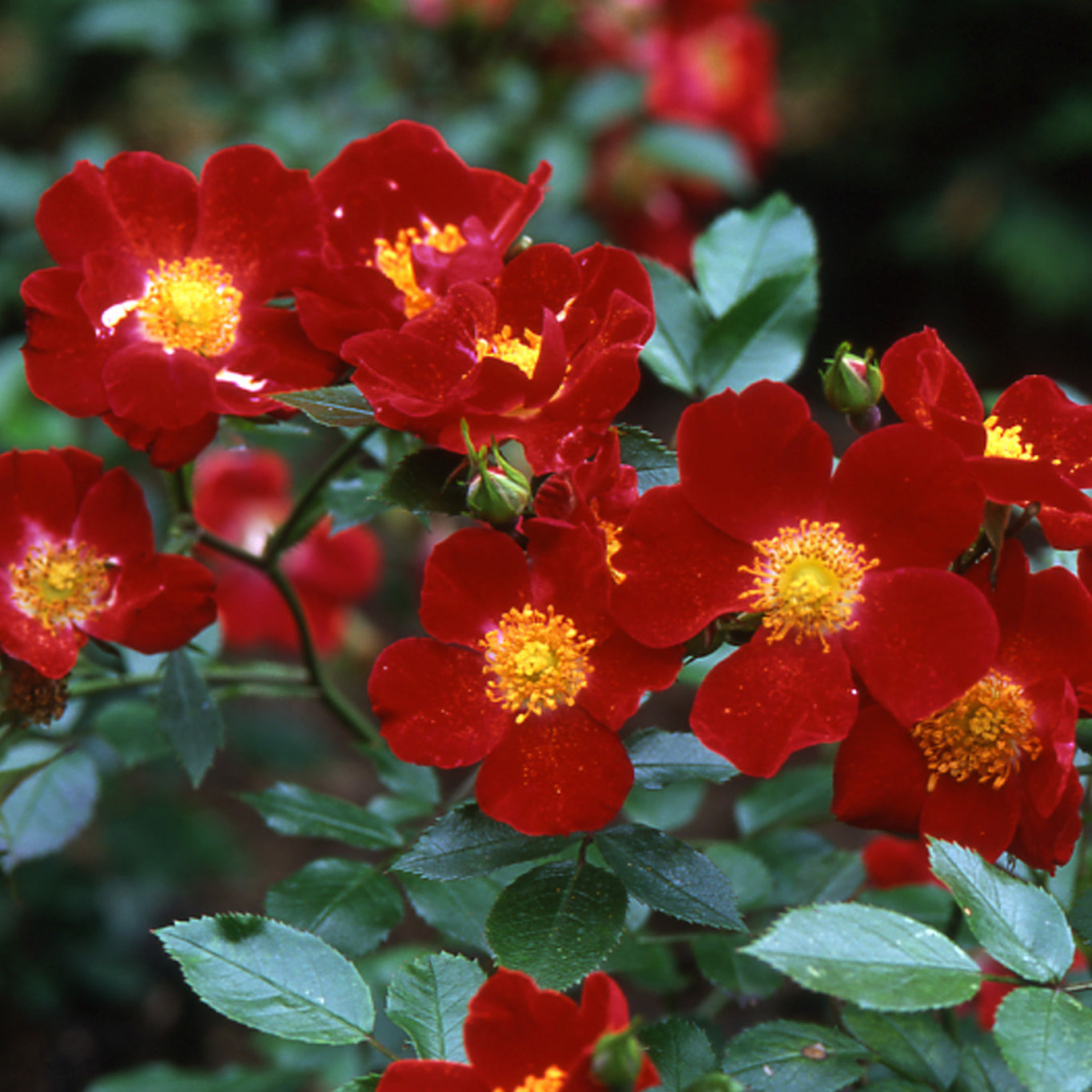 Hampshire | Ground Cover Rose | David Austin Roses