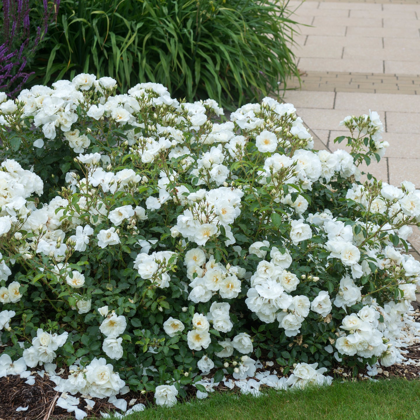White Flower Carpet | Ground Cover Rose | David Austin Roses
