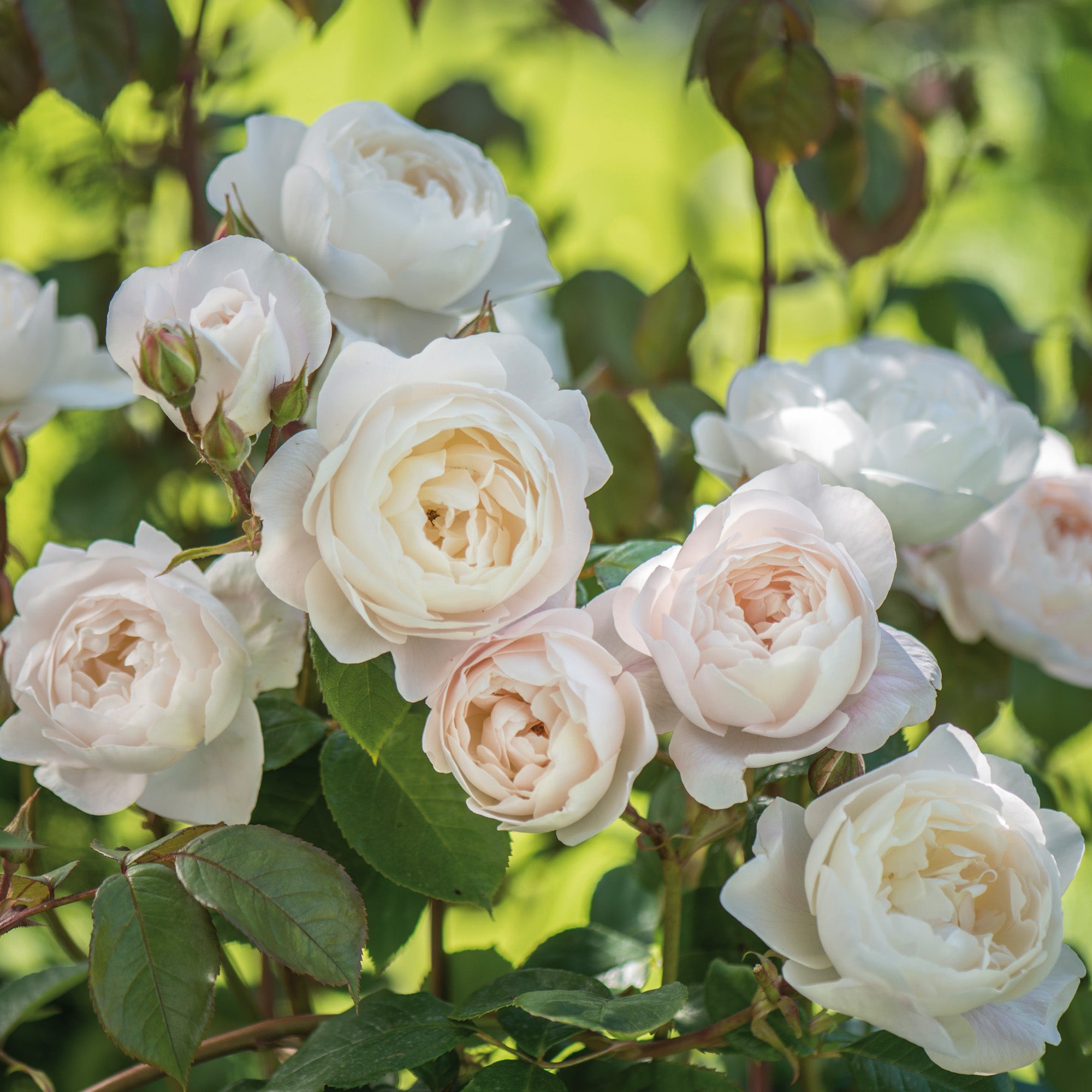 Desdemona - English Standard Rose - David Austin Roses