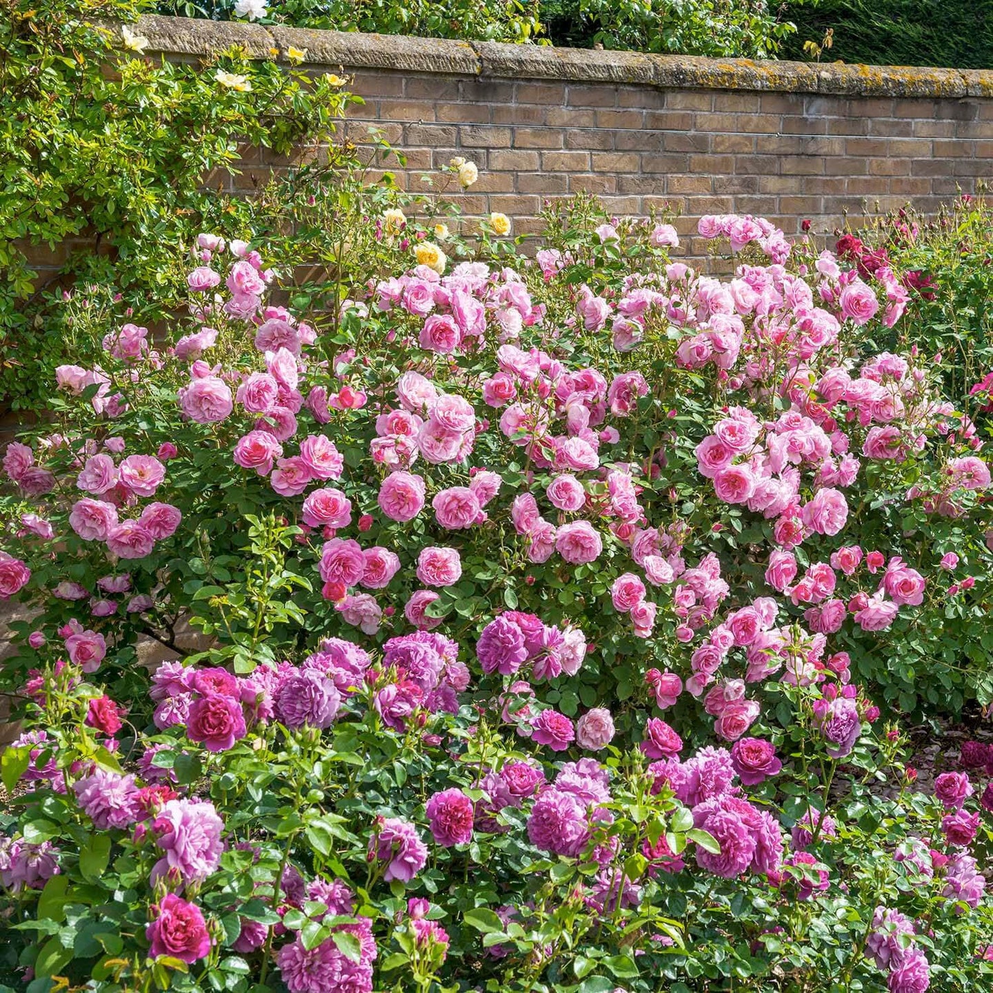 Hyde Hall (Ausbosky) | English Shrub Rose | David Austin Roses